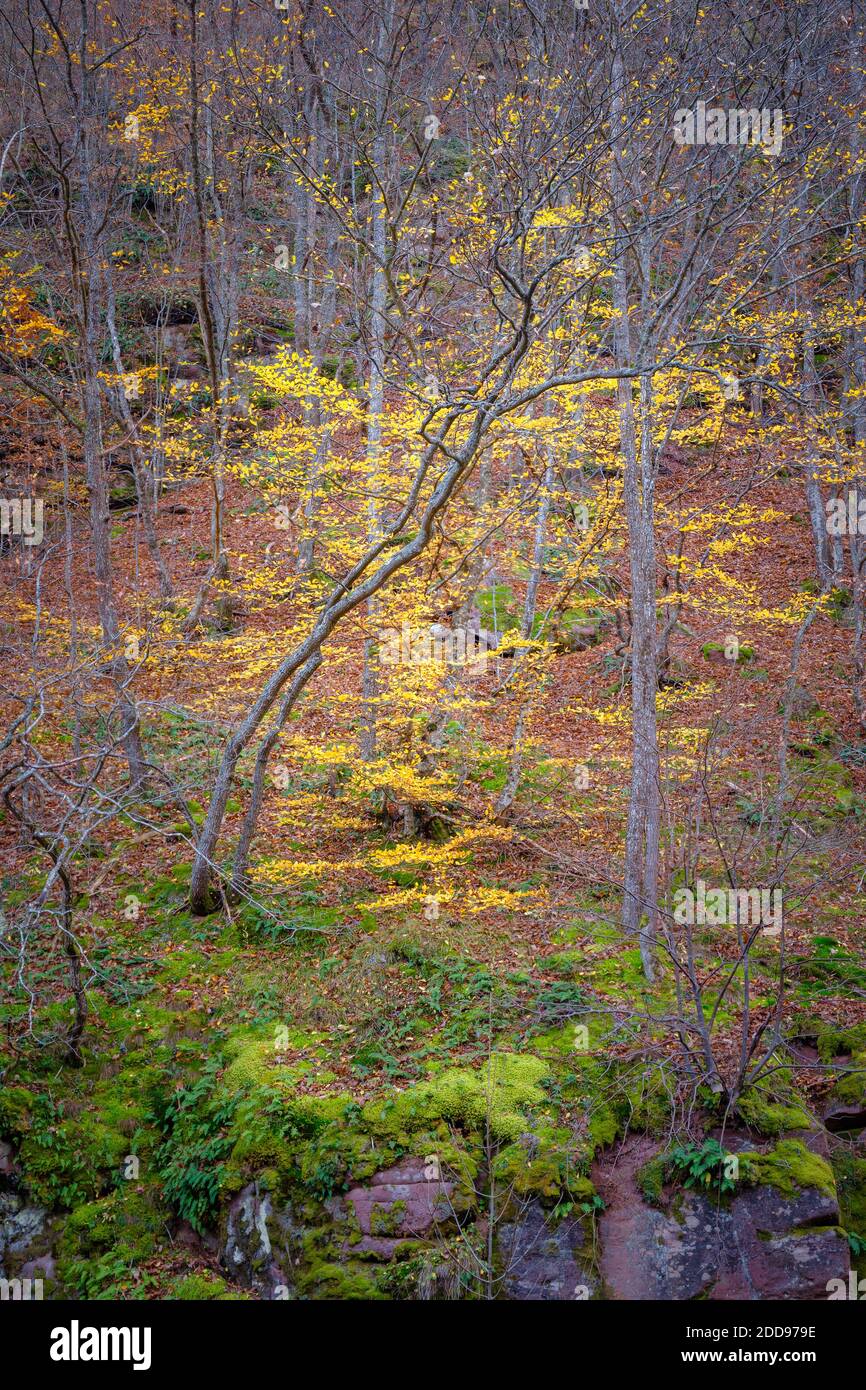 Color tree with curvy tree trunk hi-res stock photography and images ...