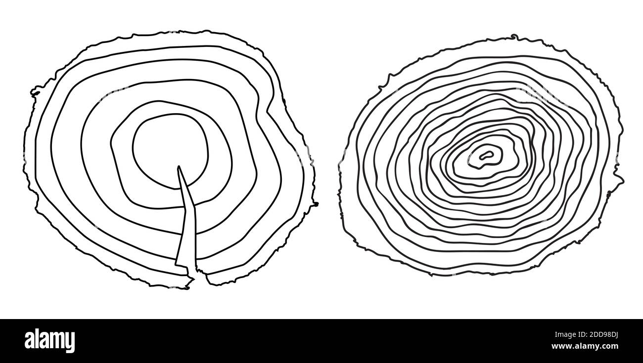 Stump. Muzzle. You can Determine the Age of the Tree. Illustration ...