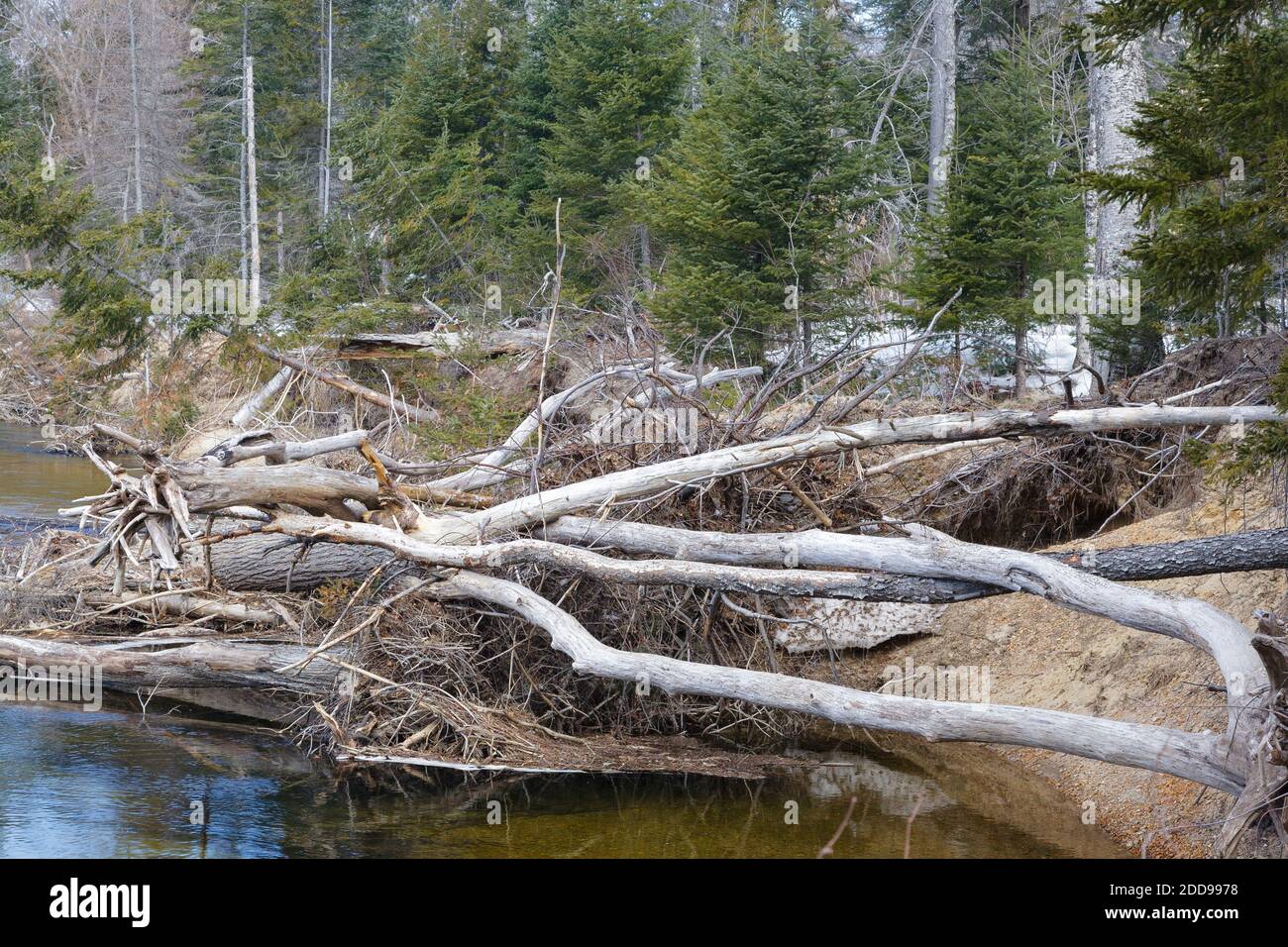 Riverbank erosion tree roots hi-res stock photography and images - Alamy