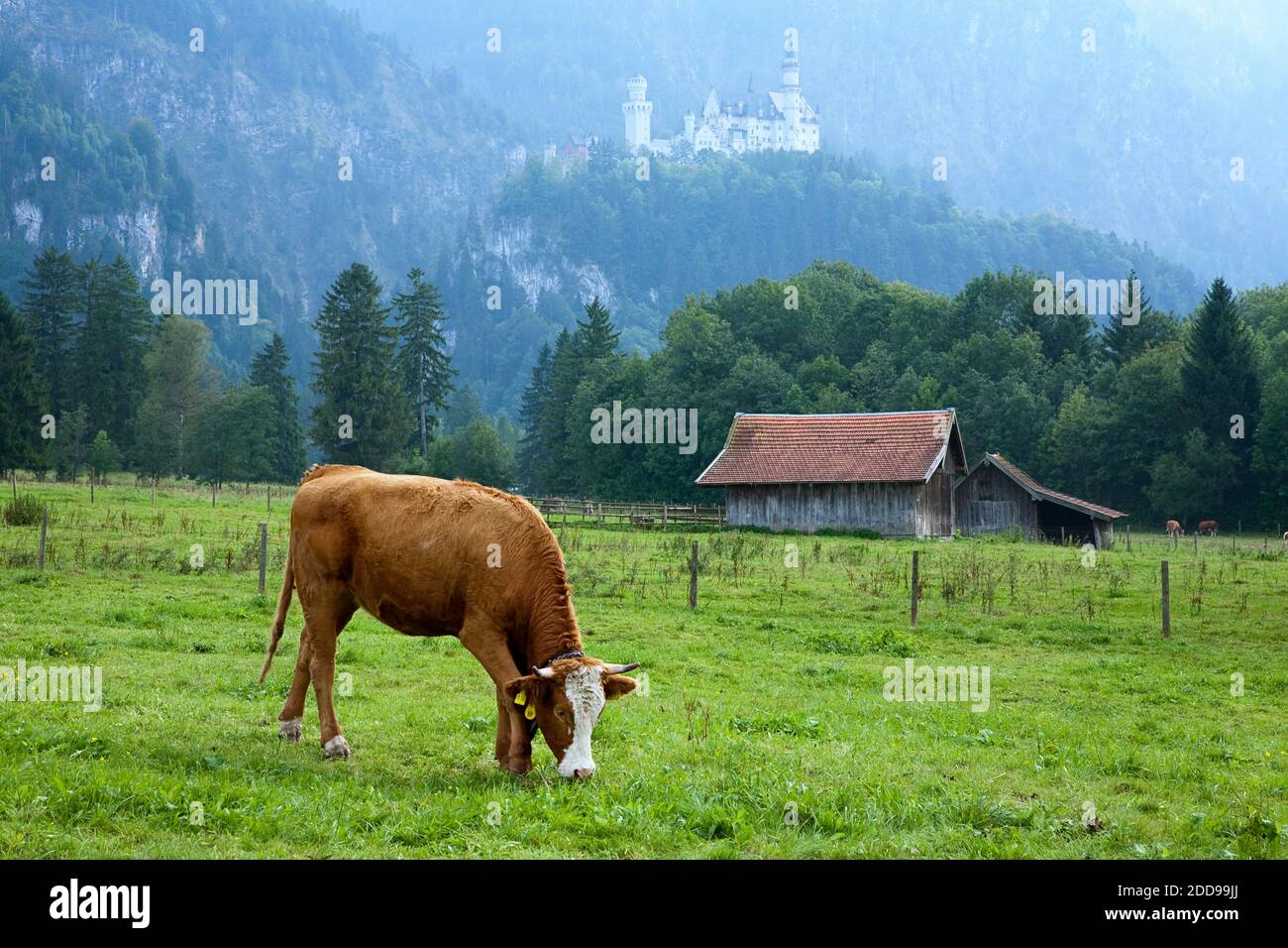 Germany farm cow hi-res stock photography and images - Alamy