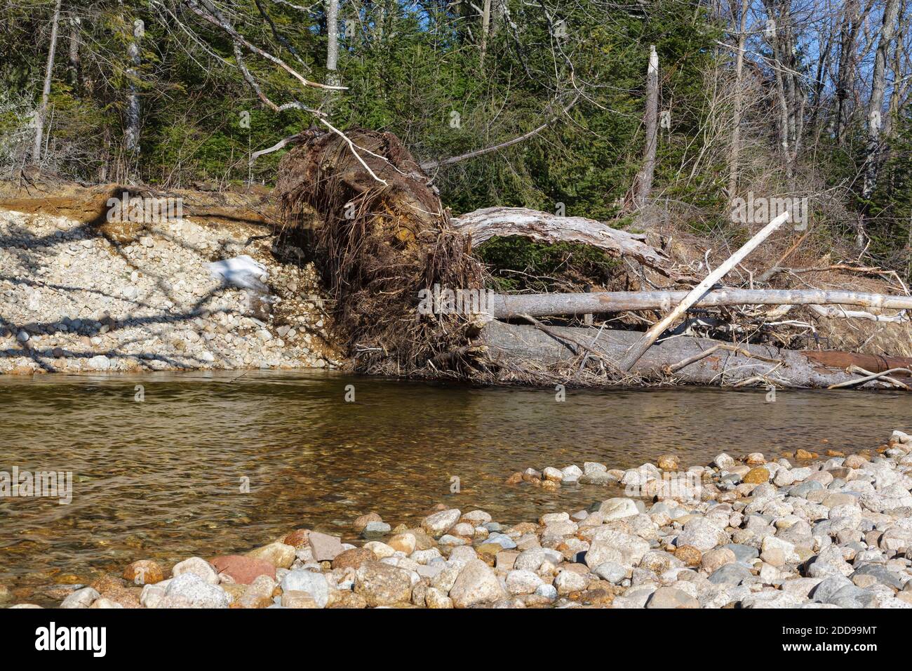River bank erosion along the Swift River in Albany, New Hampshire USA ...