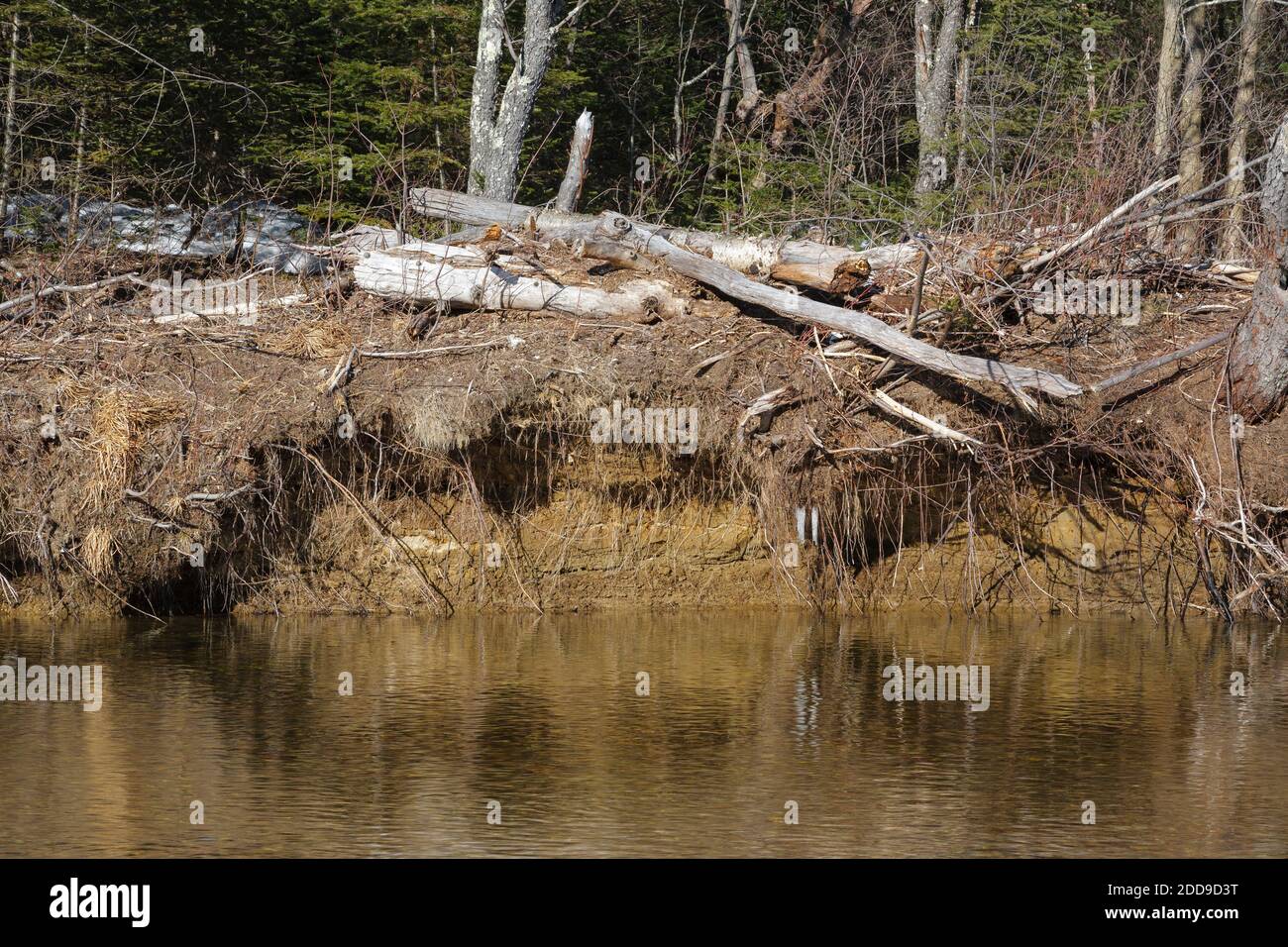 Riverbank erosion tree roots hi-res stock photography and images - Alamy