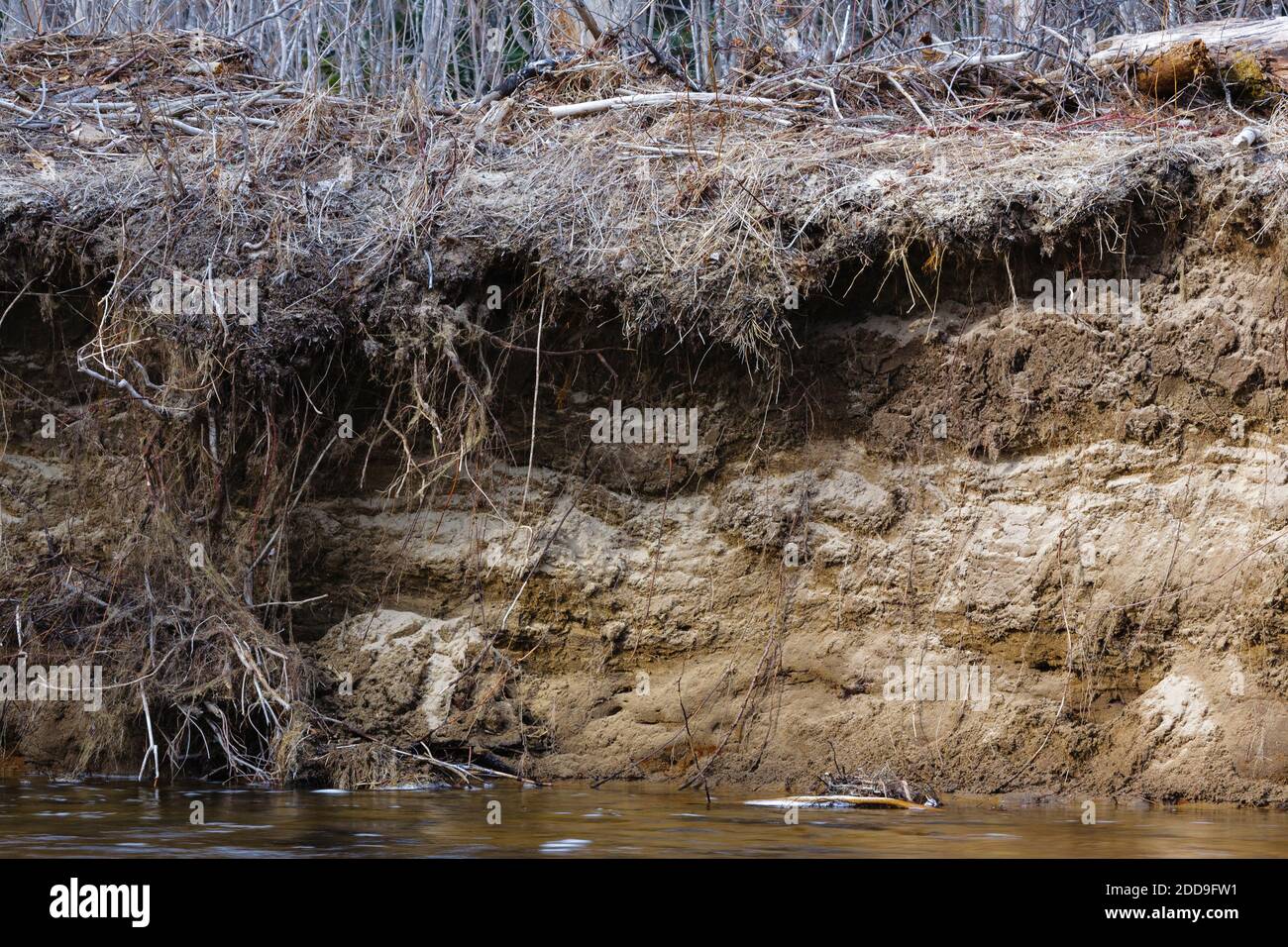 River bank erosion along the Swift River in Albany, New Hampshire USA ...
