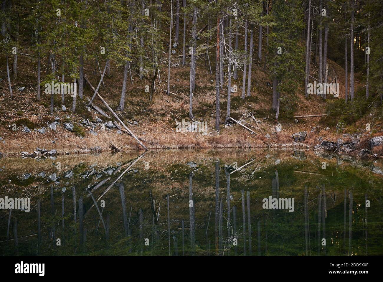 Small reflecting pond in a conifer forest in the german alps. Small ...