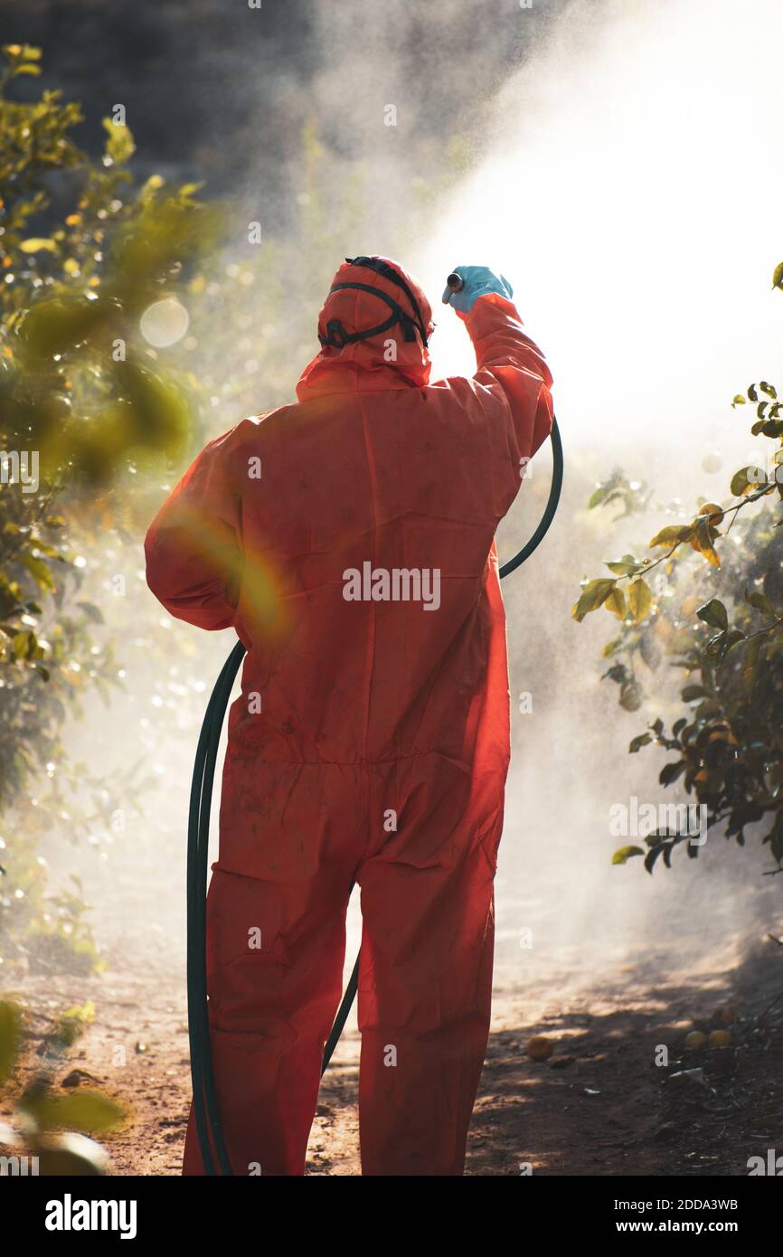 Spray Pesticides Pesticide On Fruit Lemon In Growing Agricultural