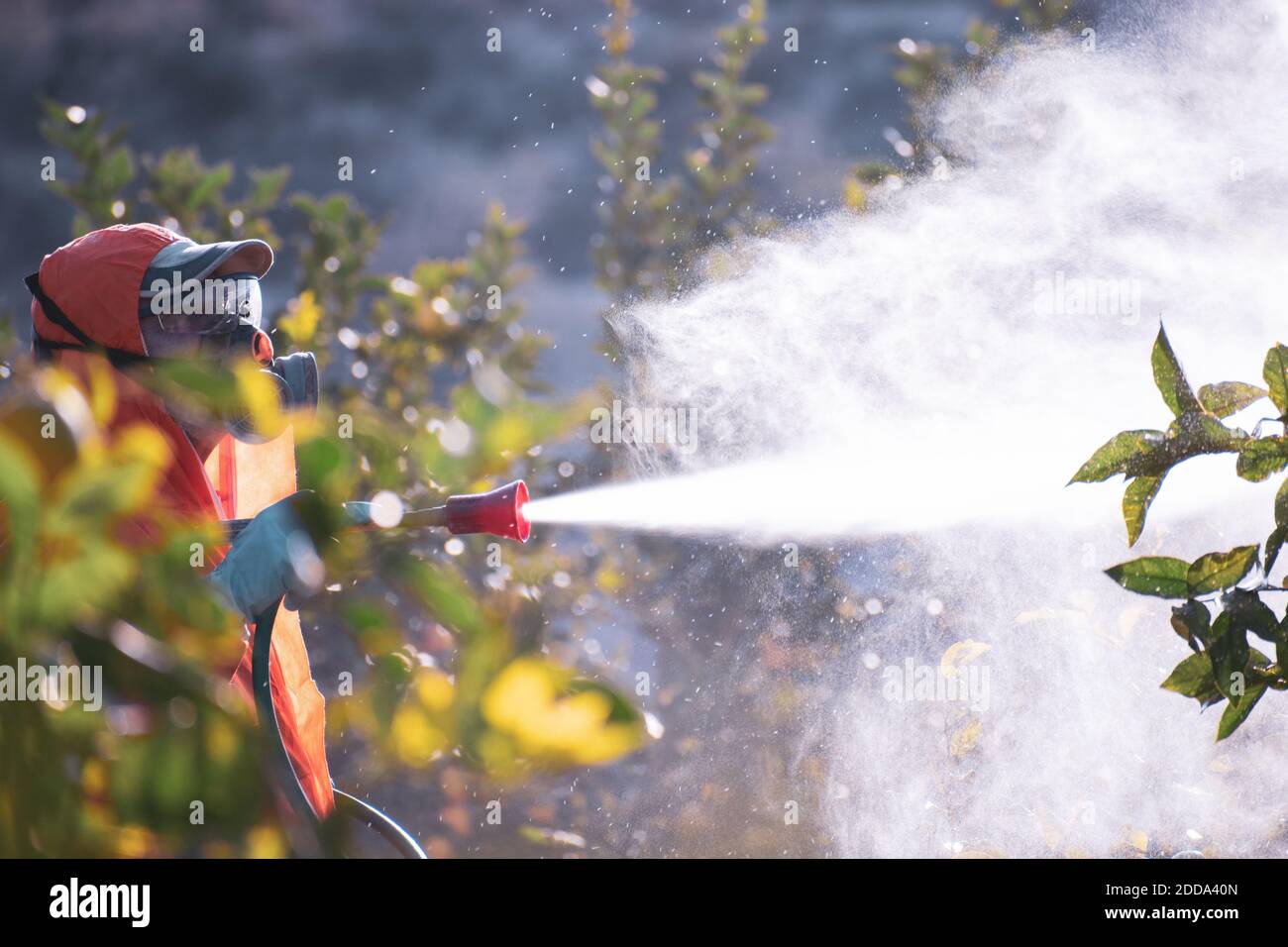 Spray Pesticides Pesticide On Fruit Lemon In Growing Agricultural