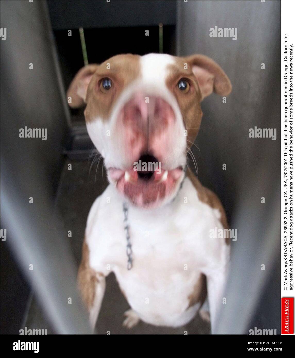 Pitbull aggressive hi-res stock photography and images - Alamy