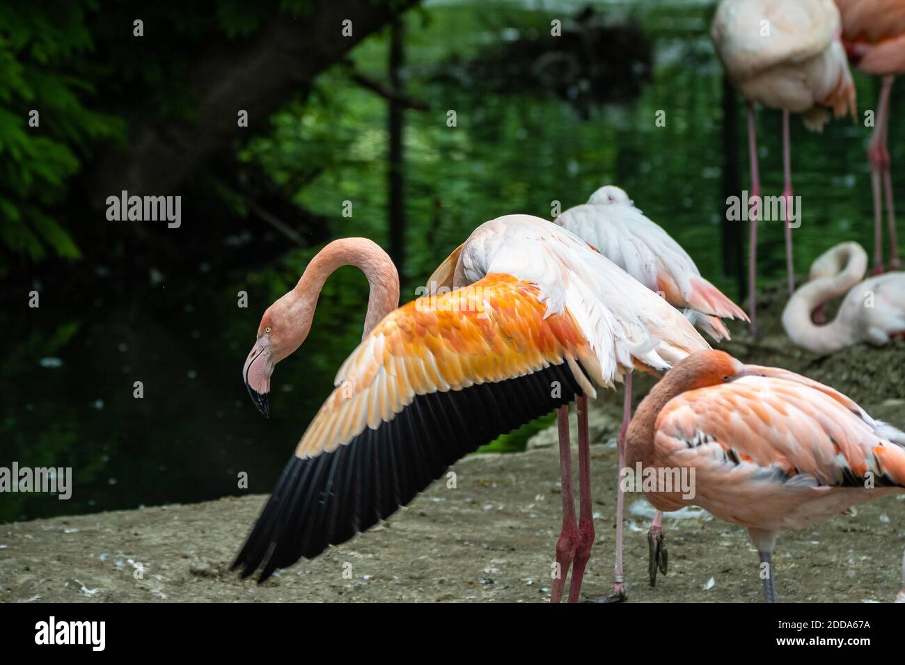 The American flamingo, Phoenicopterus ruber is a large species of ...