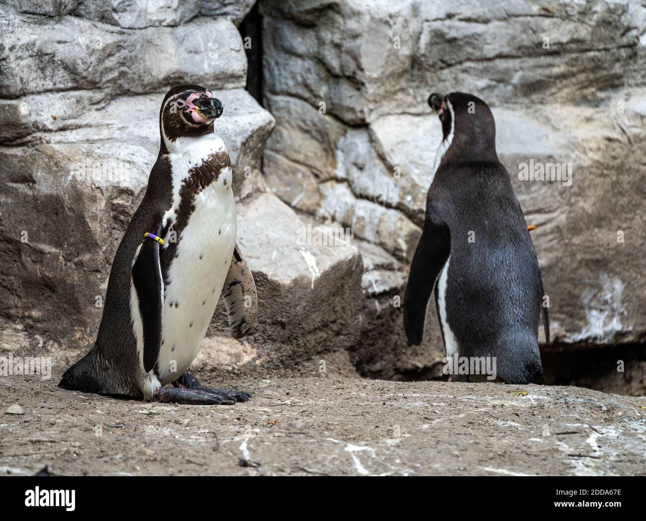 The Humboldt Penguin, Spheniscus humboldti also termed Peruvian penguin ...