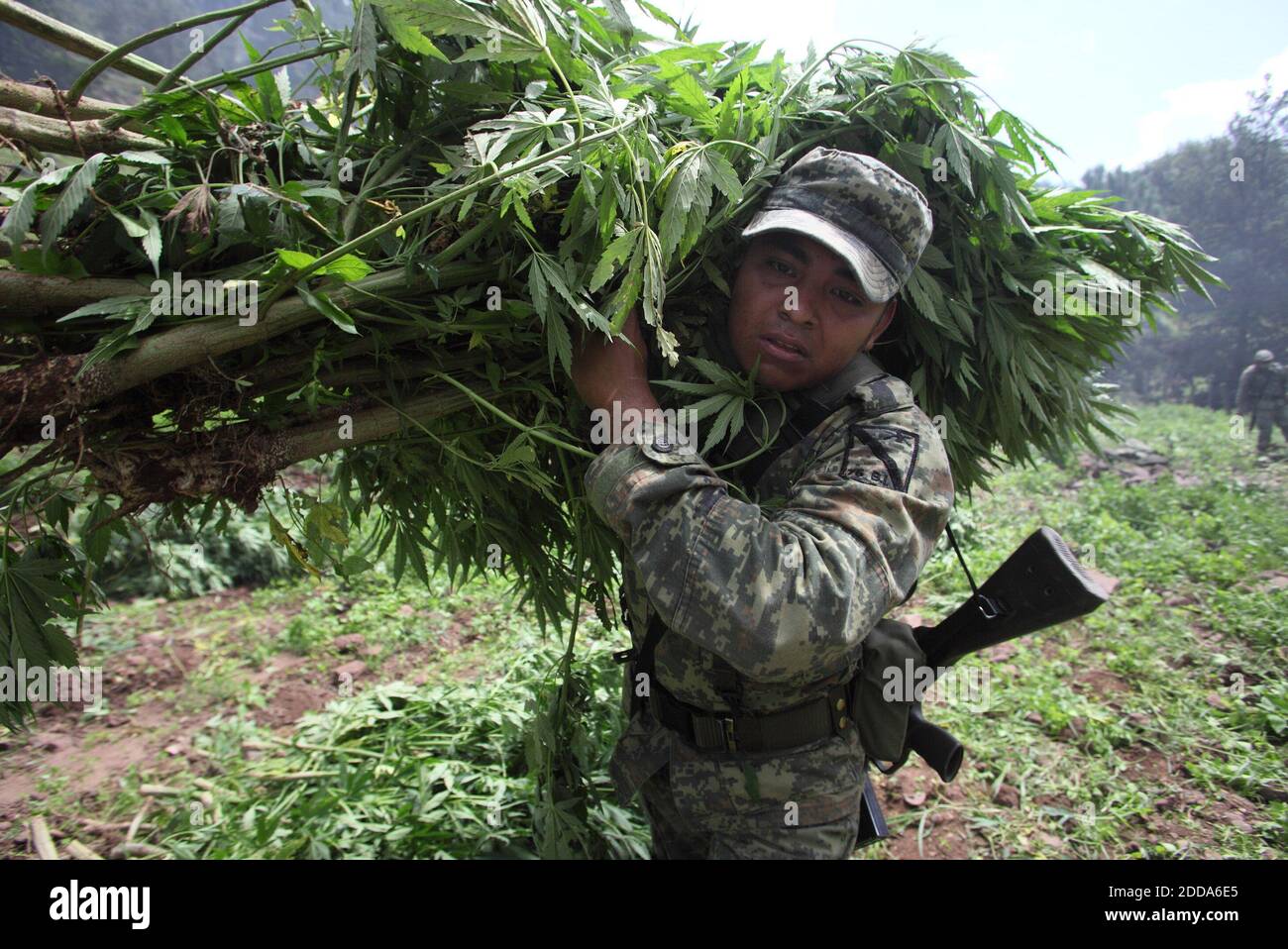 Marijuana Growers High Resolution Stock Photography and Images - Alamy