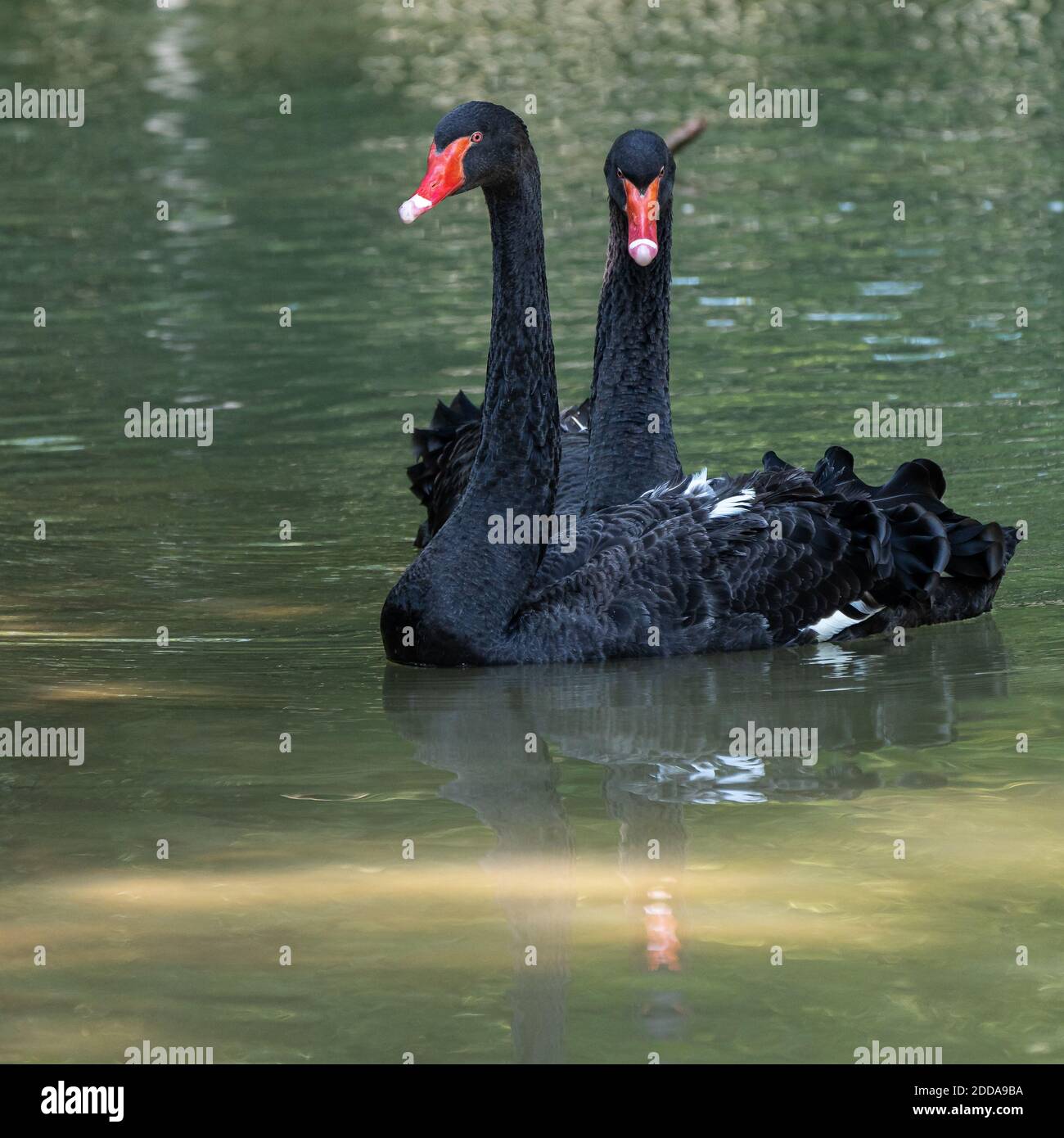 The Black Swan, Cygnus atratus is a large waterbird, a species of swan ...