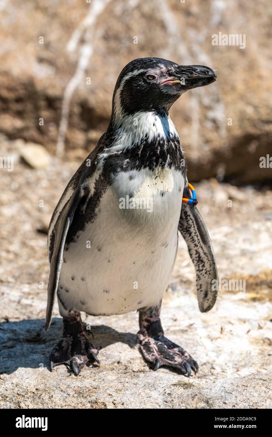 Nature peruvian penguin spheniscus humboldti endangered species ...