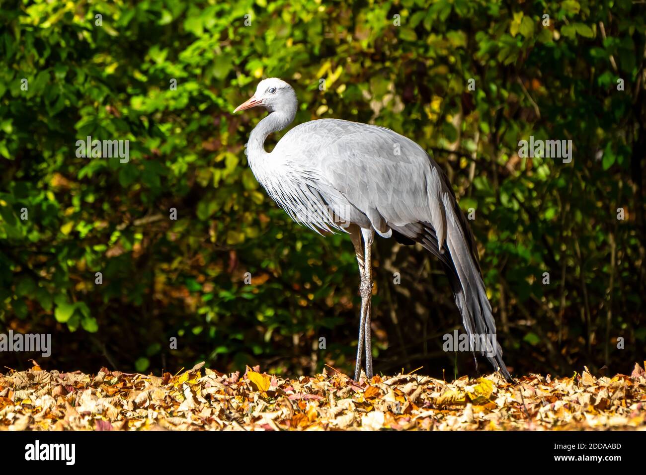 The Blue Crane, Grus paradisea, is an endangered bird specie endemic to ...