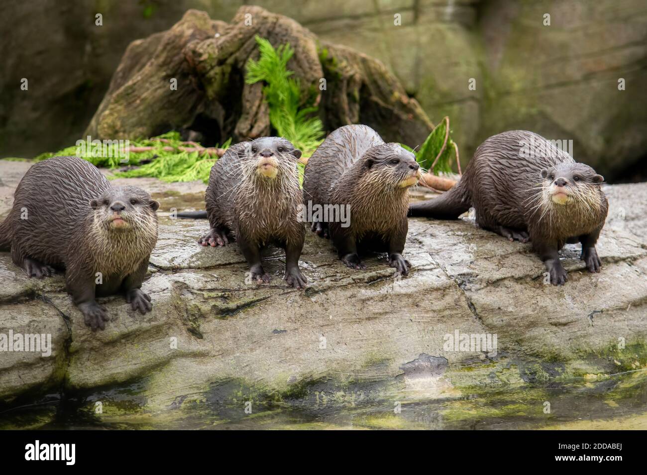 Otters sitting on a rock Stock Photo - Alamy
