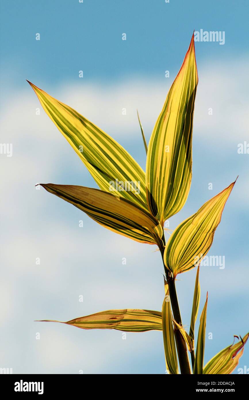 Stand high in blue sky Stock Photo - Alamy