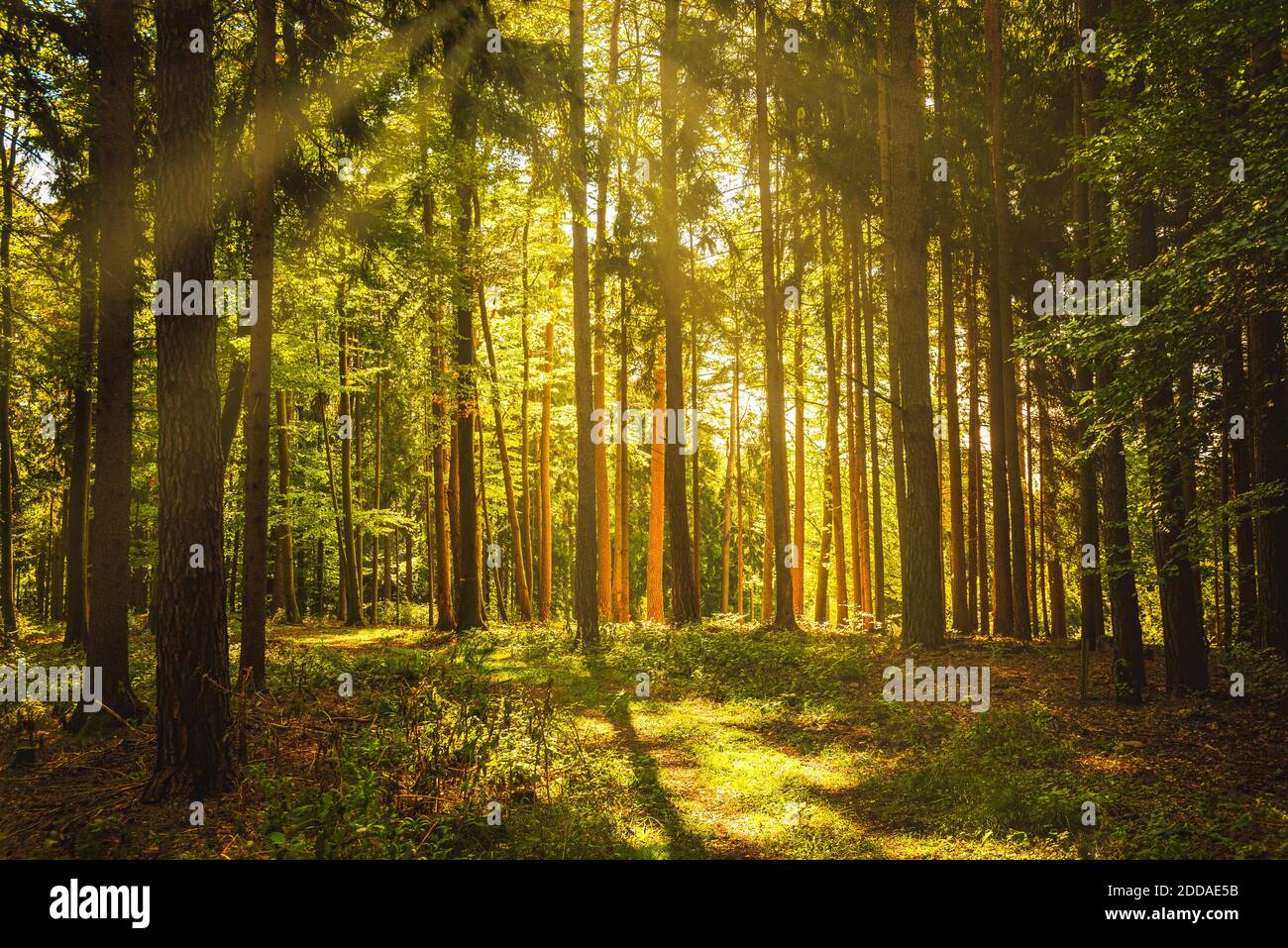 Beautiful green forest with sunbeams coming through trees Stock Photo ...