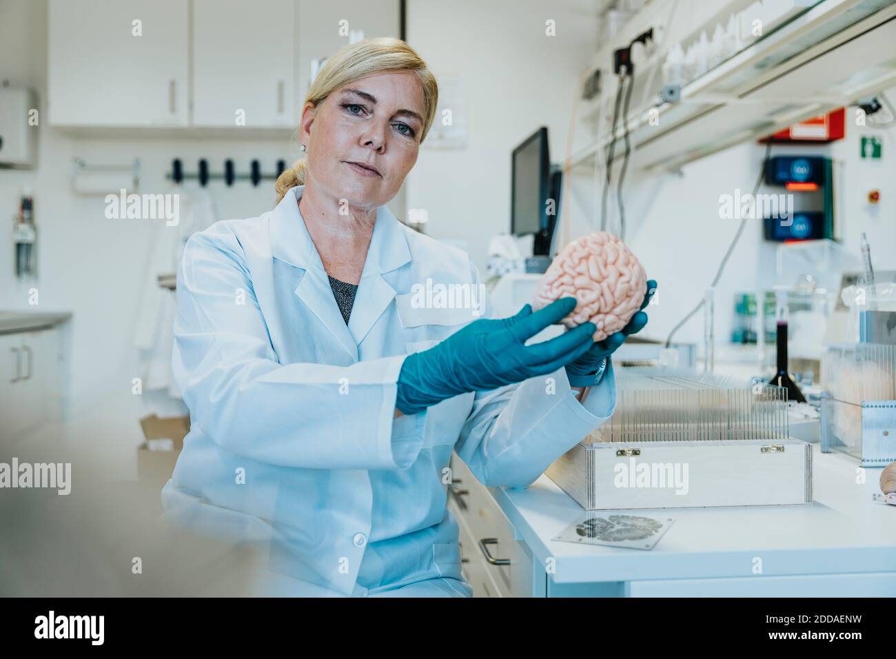 Scientist holding artificial human brain while sitting at laboratory ...