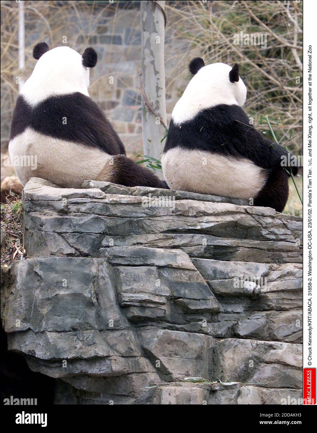 Tian tian and mei xiang panda hi-res stock photography and images - Alamy