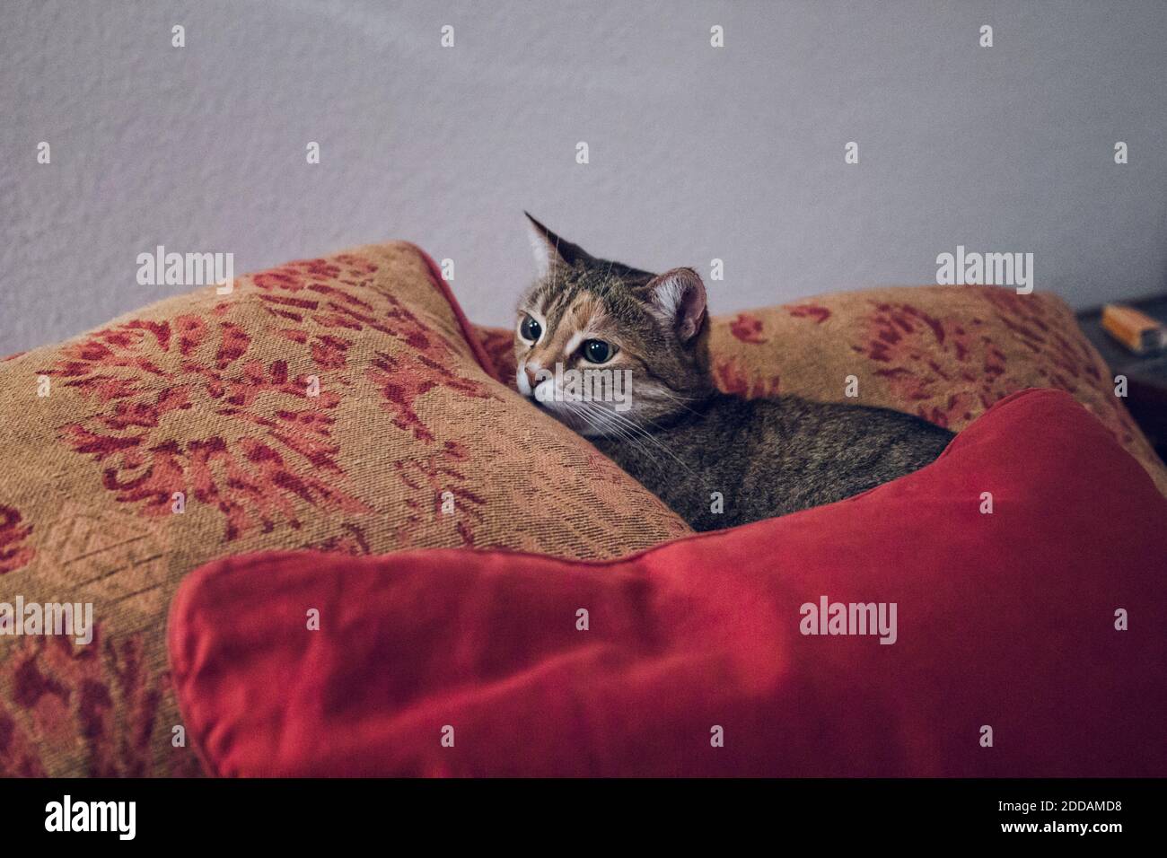 Cute cat lying in between of pillow at home Stock Photo - Alamy