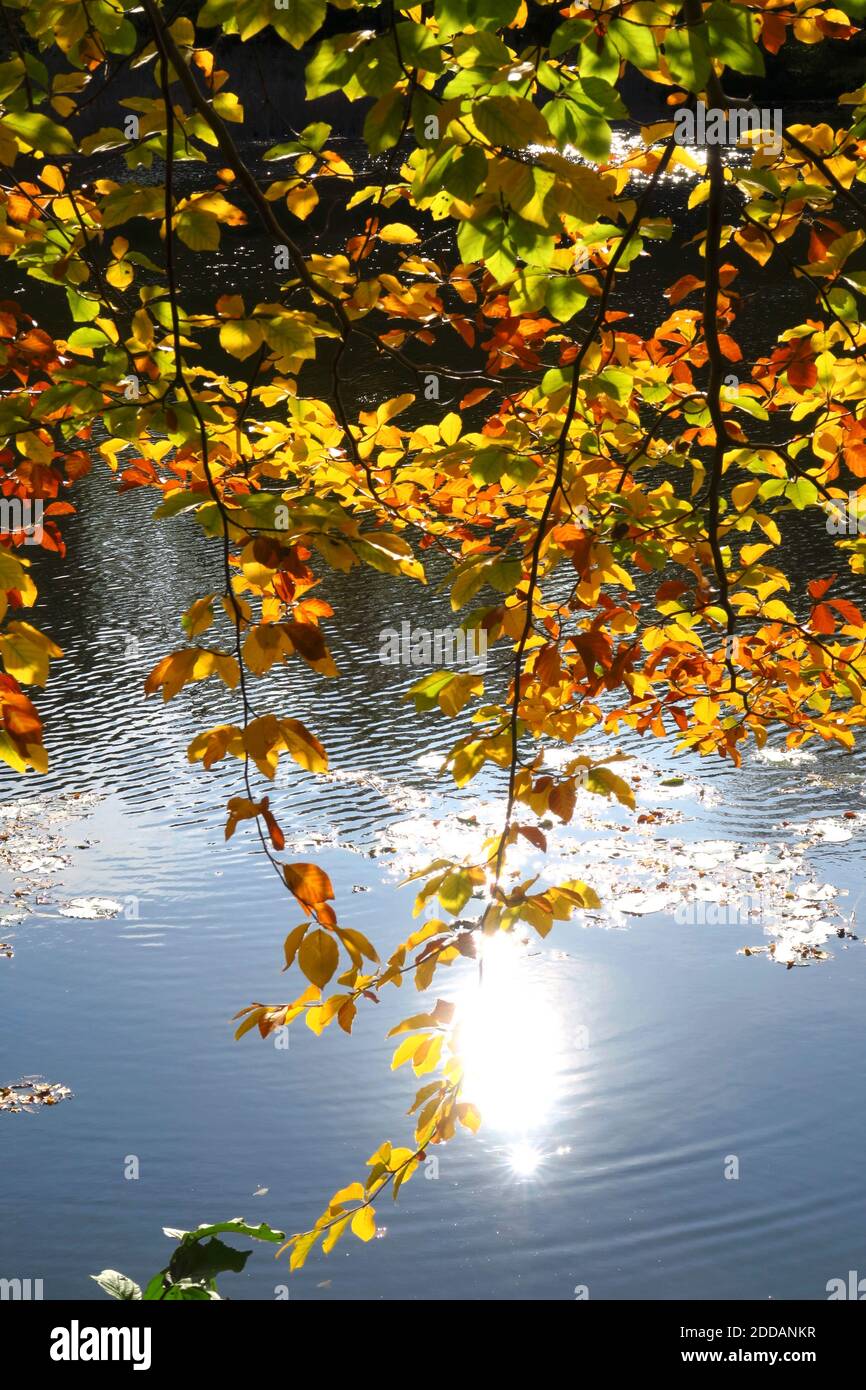Beech tree branches dangling over lakeshore in autumn Stock Photo - Alamy