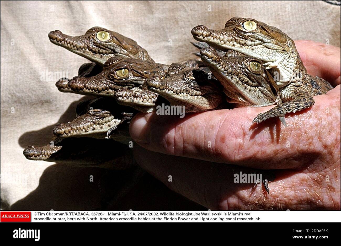 Real crocodile hi-res stock photography and images - Alamy