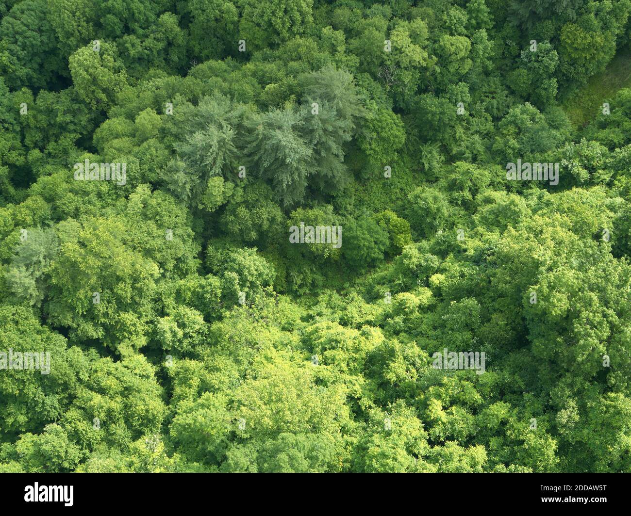 Aerial view of green lush forest Stock Photo - Alamy
