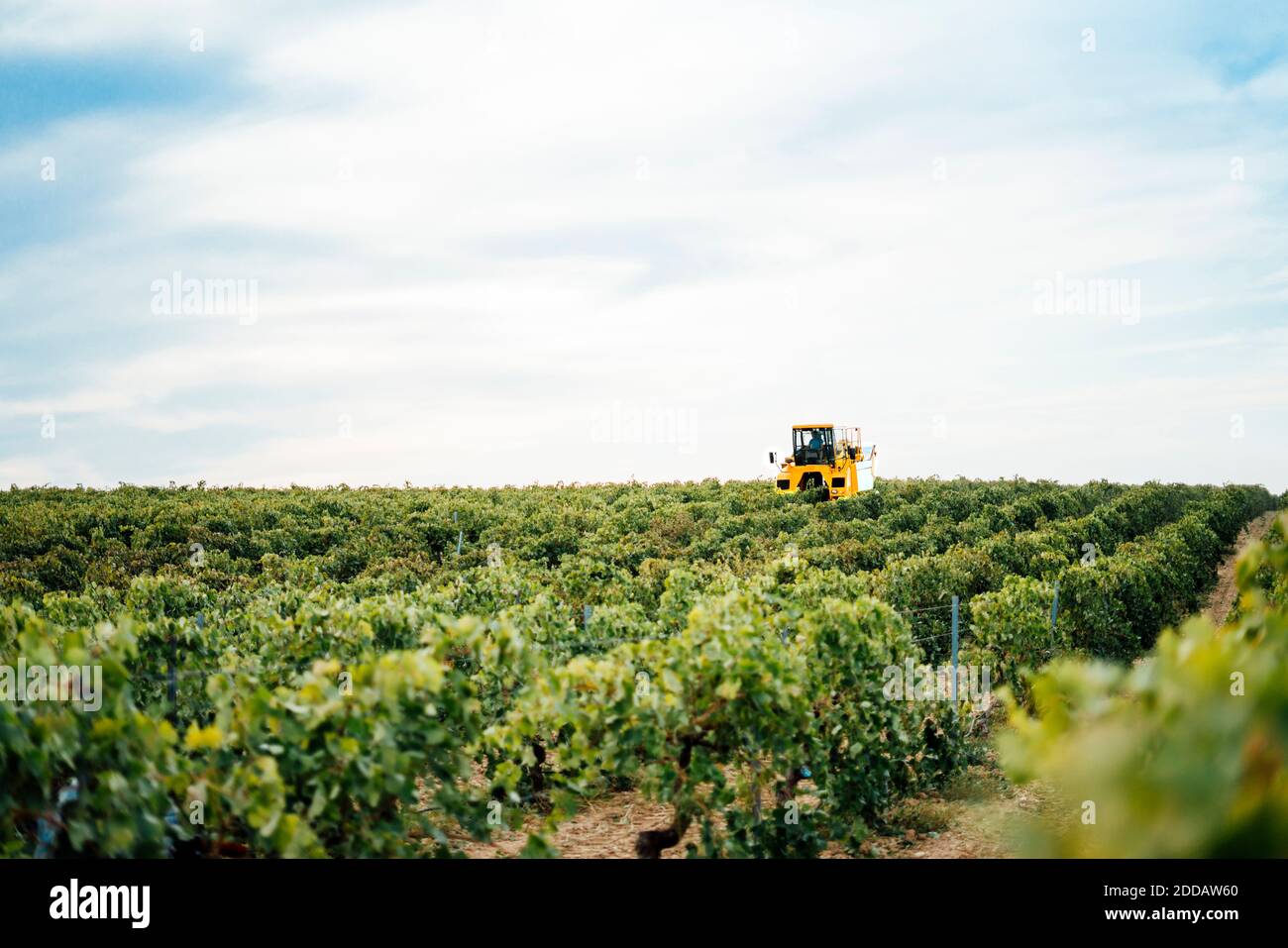Grape harvester hi-res stock photography and images - Alamy