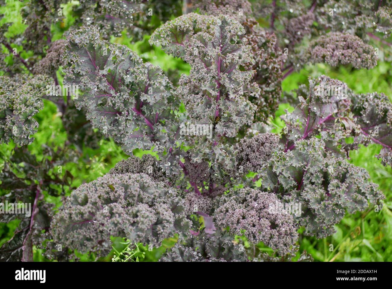 Leaf curly cabbage kale winter plant leaves bio organic plantation ...