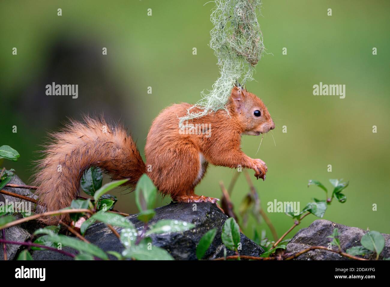 Standing up squirrel hi-res stock photography and images - Alamy