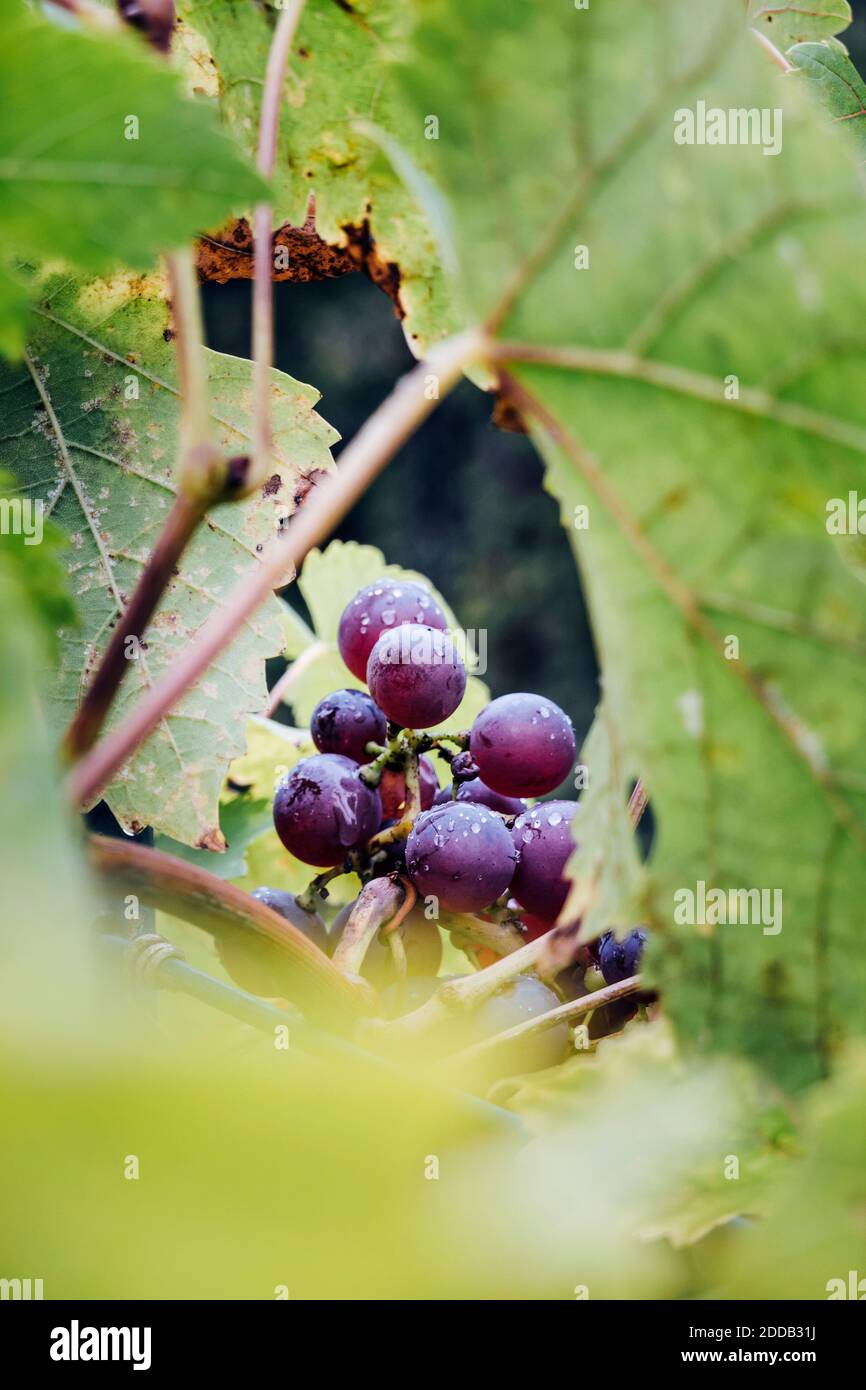 Red grapes growing hi-res stock photography and images - Alamy