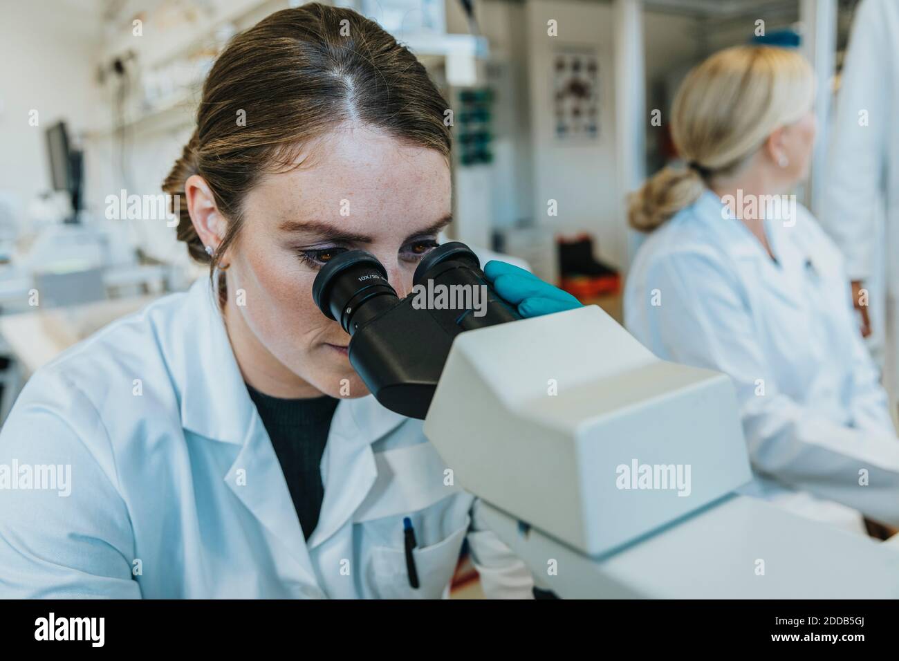 Assistant analyzing human brain microscope slide under microscope while ...