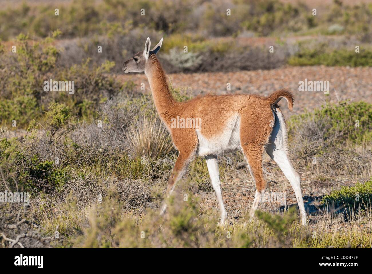 Guanaco walking, Peninsula Valdes, Patagonia , Argentina Stock Photo ...