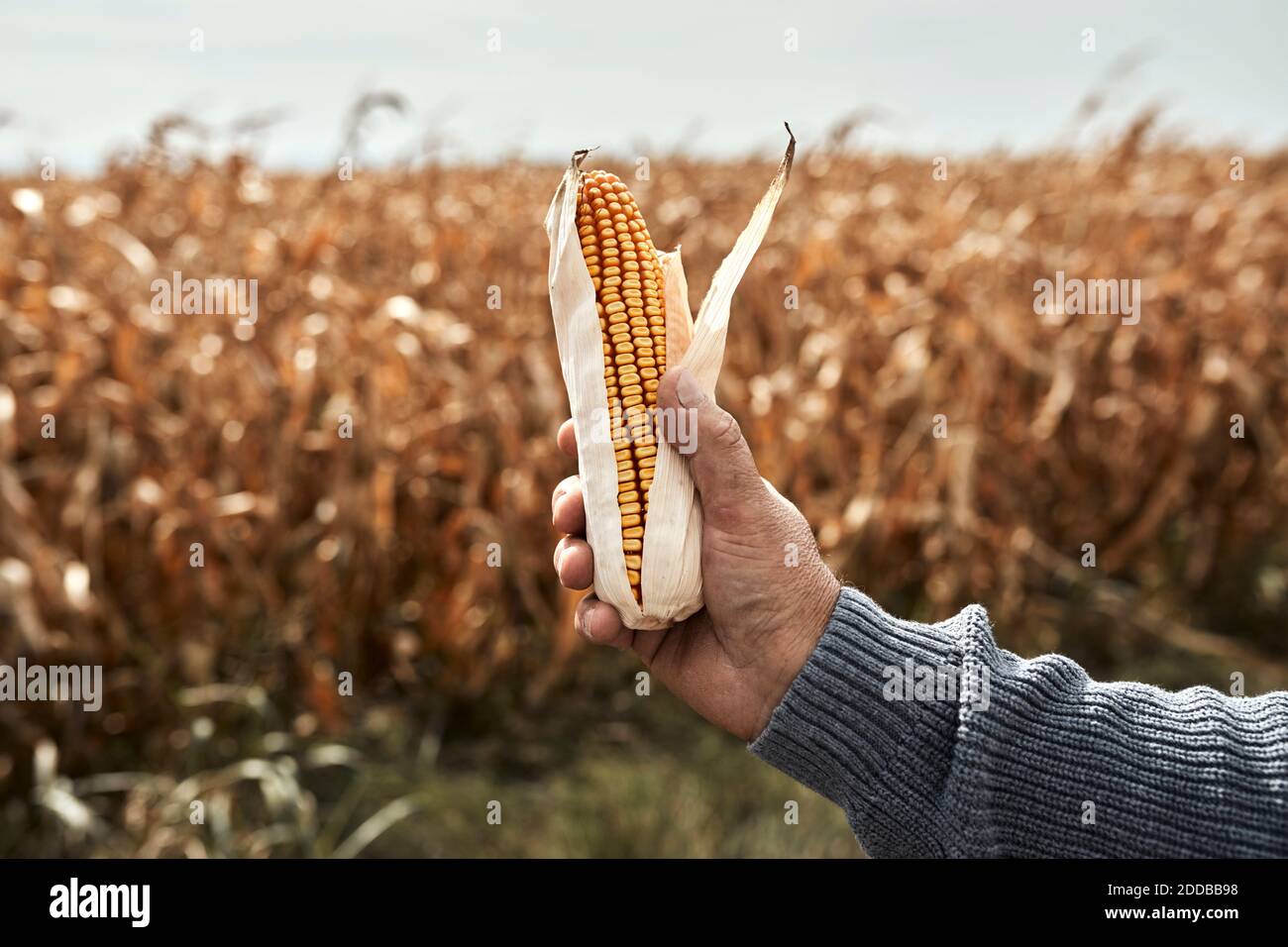 Farmer hand holding corn against corn field during sunny day Stock ...