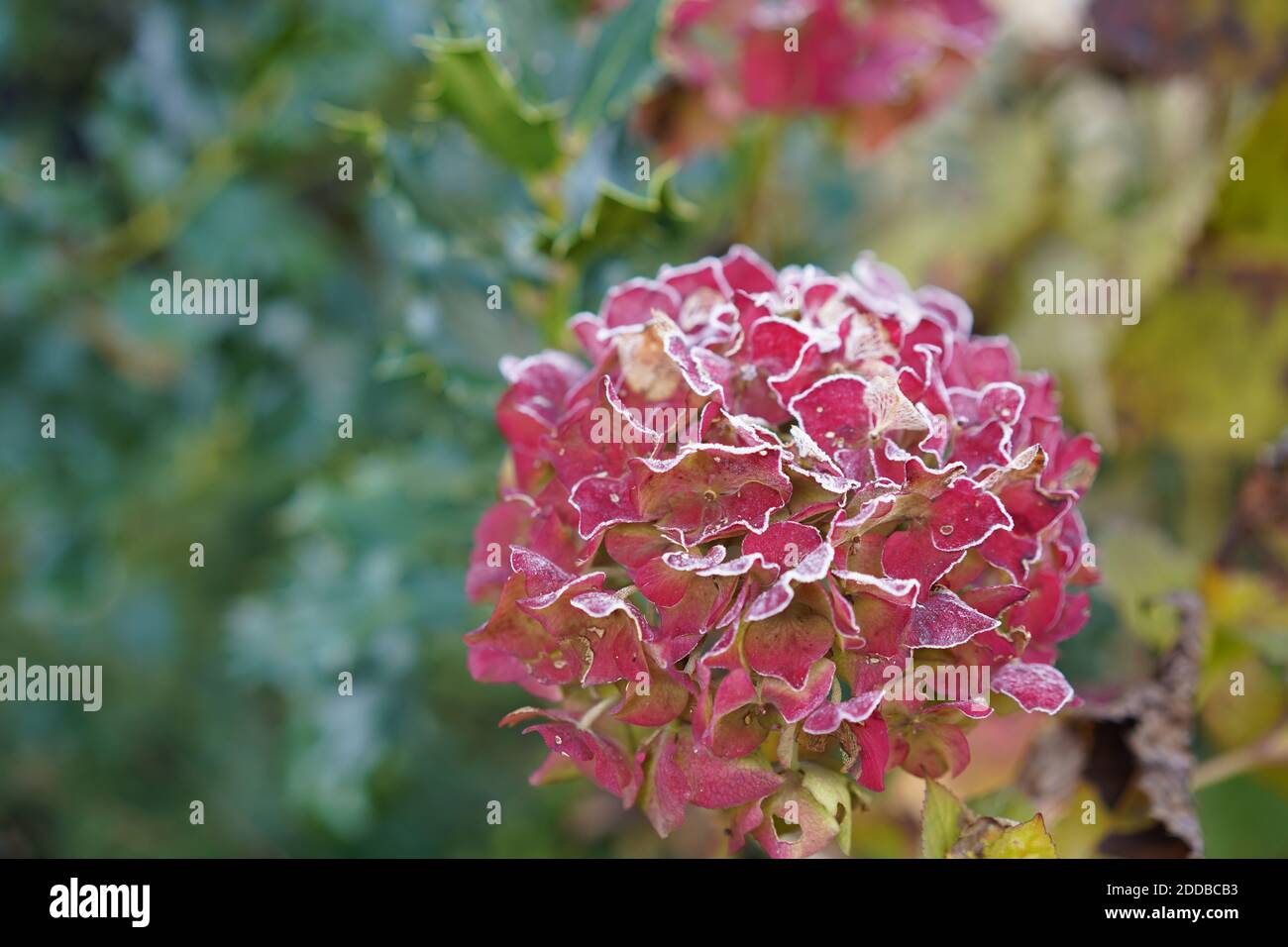 Red hydrangea hi-res stock photography and images - Alamy