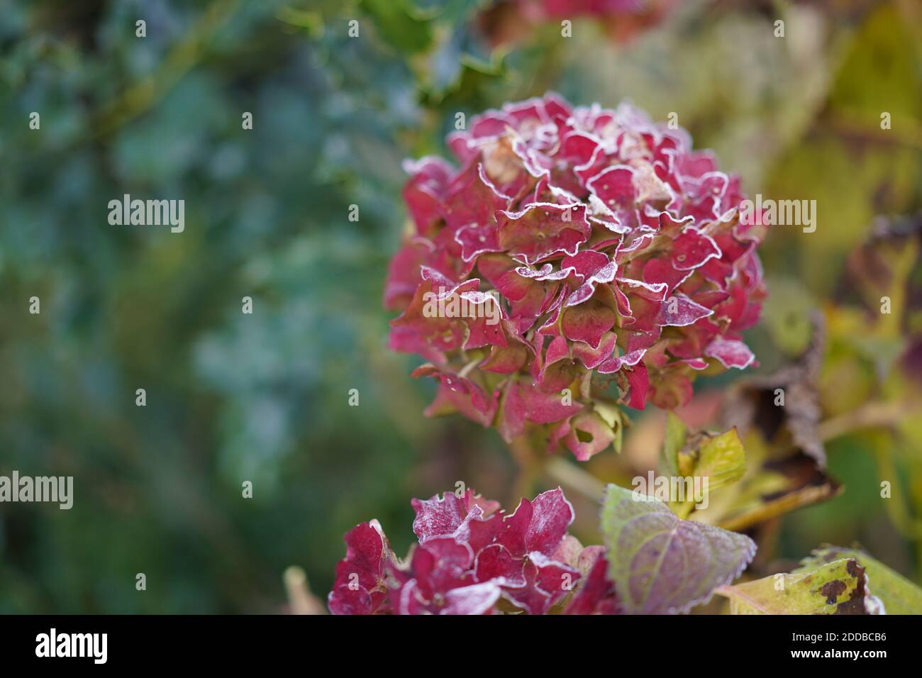 Red hydrangea hi-res stock photography and images - Alamy