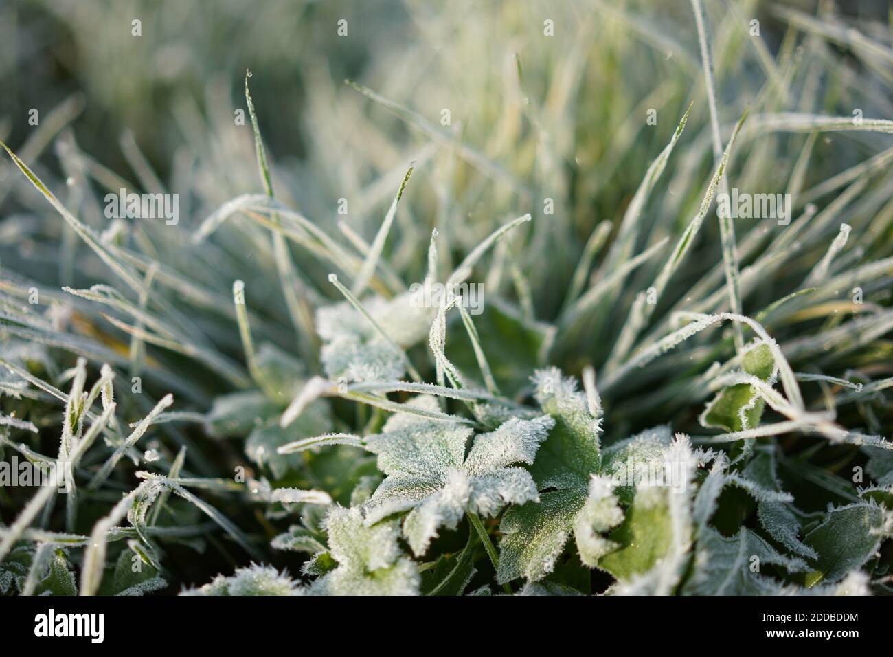 Buttercup leaves hi-res stock photography and images - Alamy