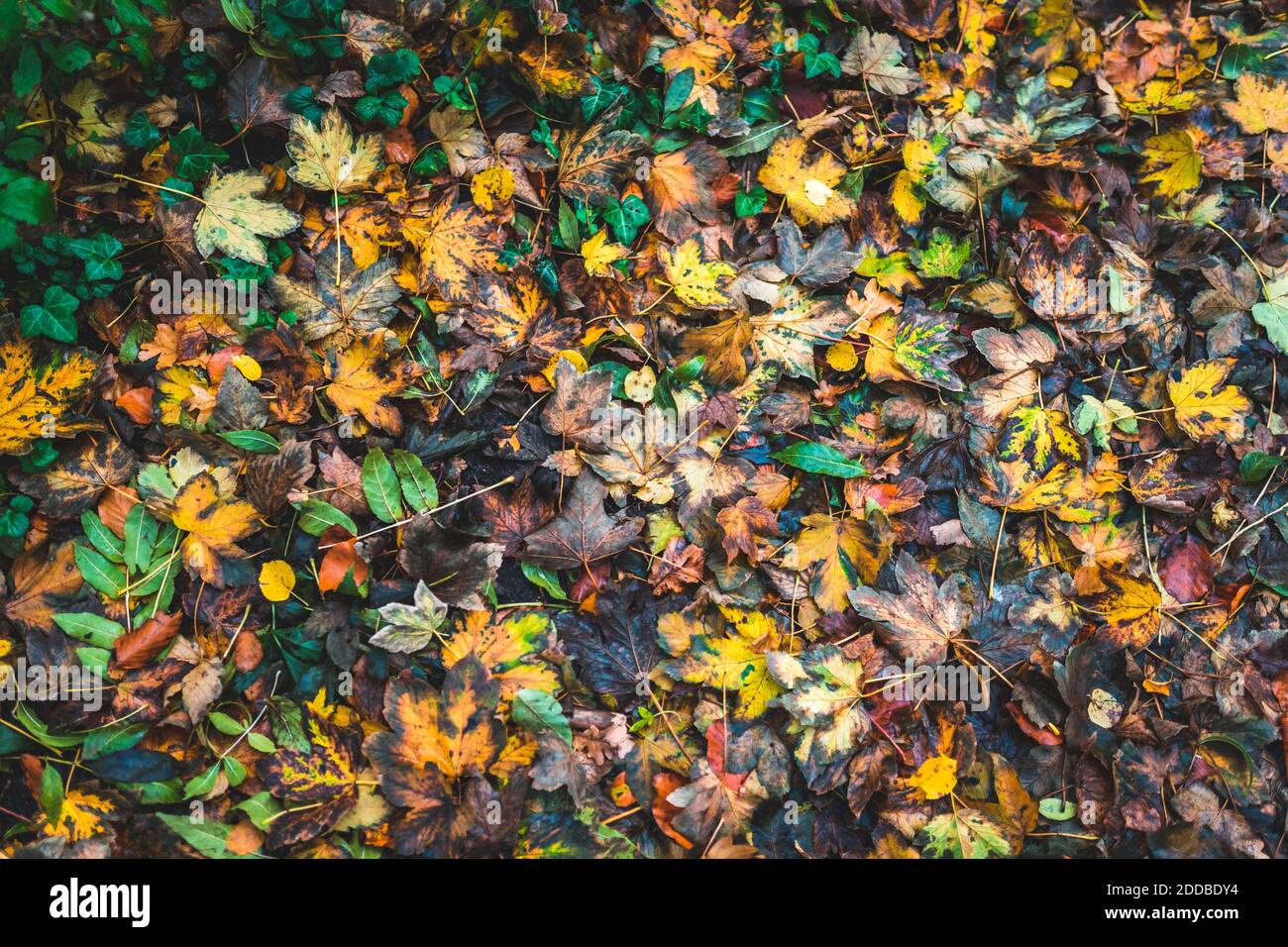 Autumn colors in Poland Stock Photo - Alamy