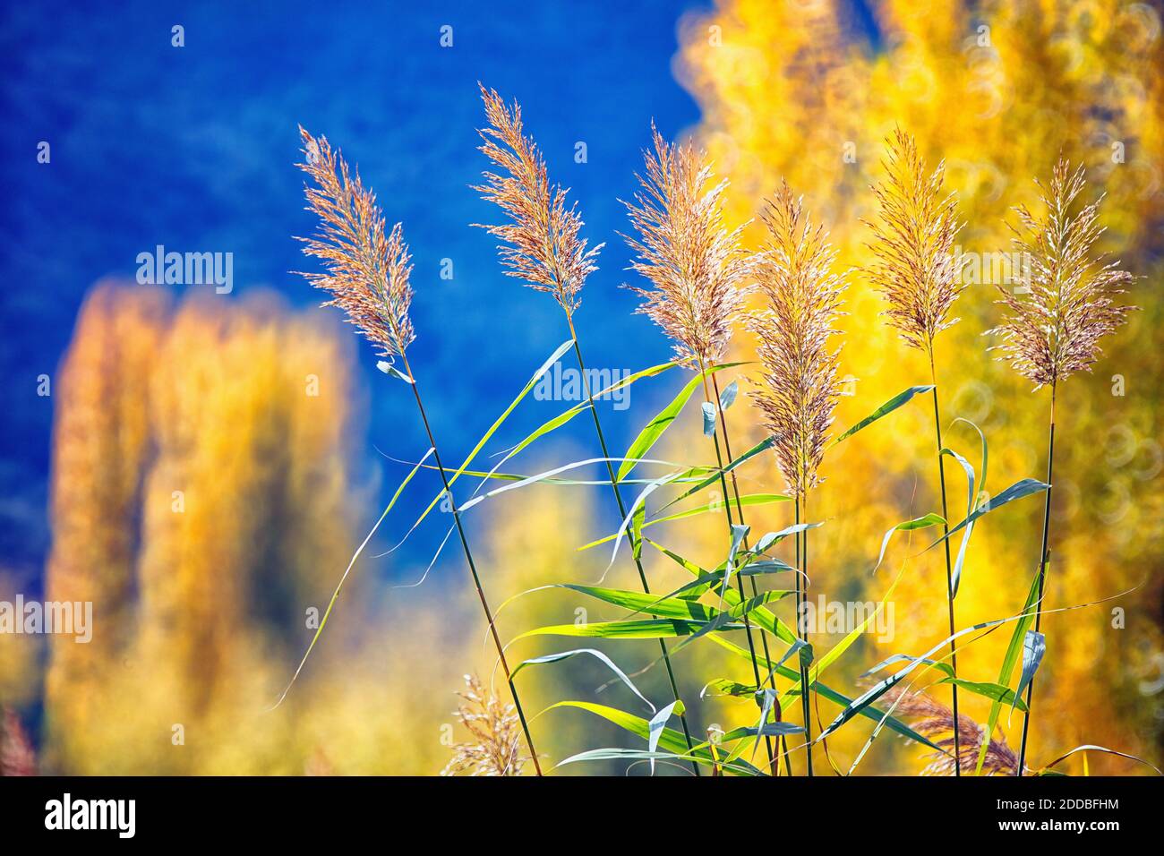 Close up reeds growing in hi-res stock photography and images - Alamy