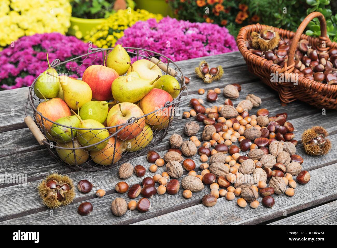 Garden table filled with autumn harvest of nuts and fruits Stock Photo ...