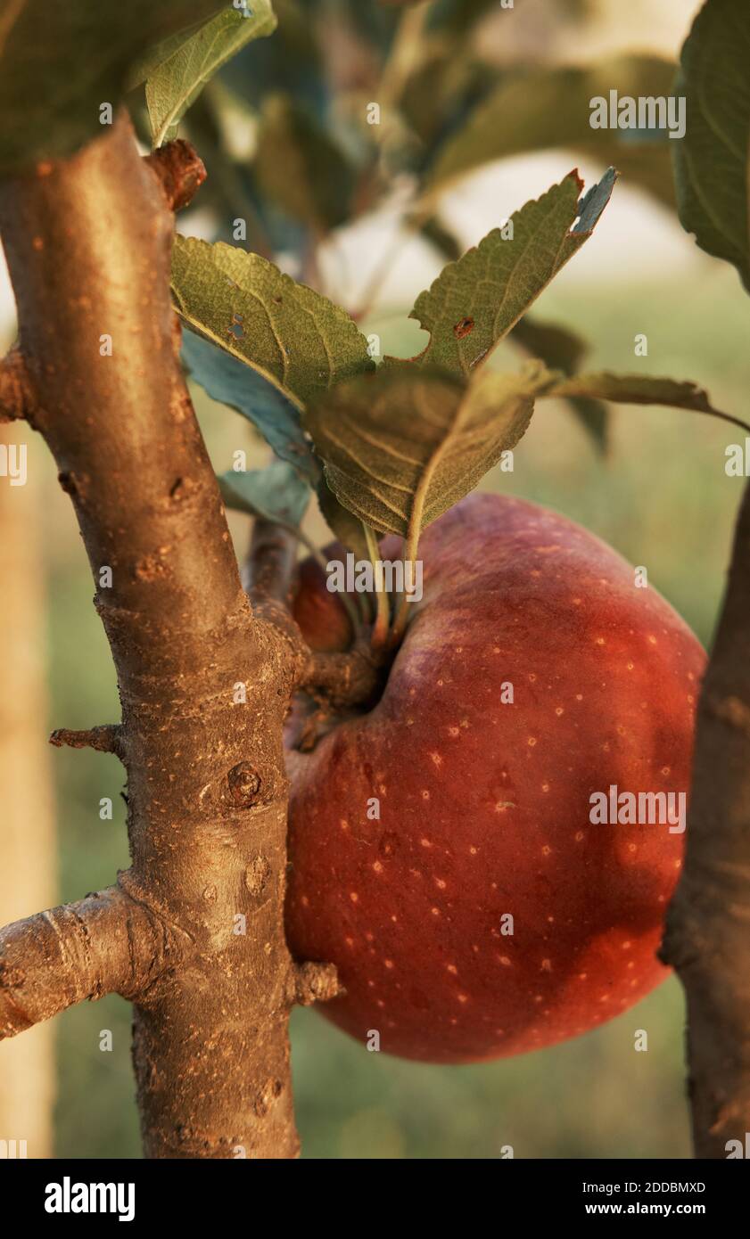 Homegrown apple hi-res stock photography and images - Alamy