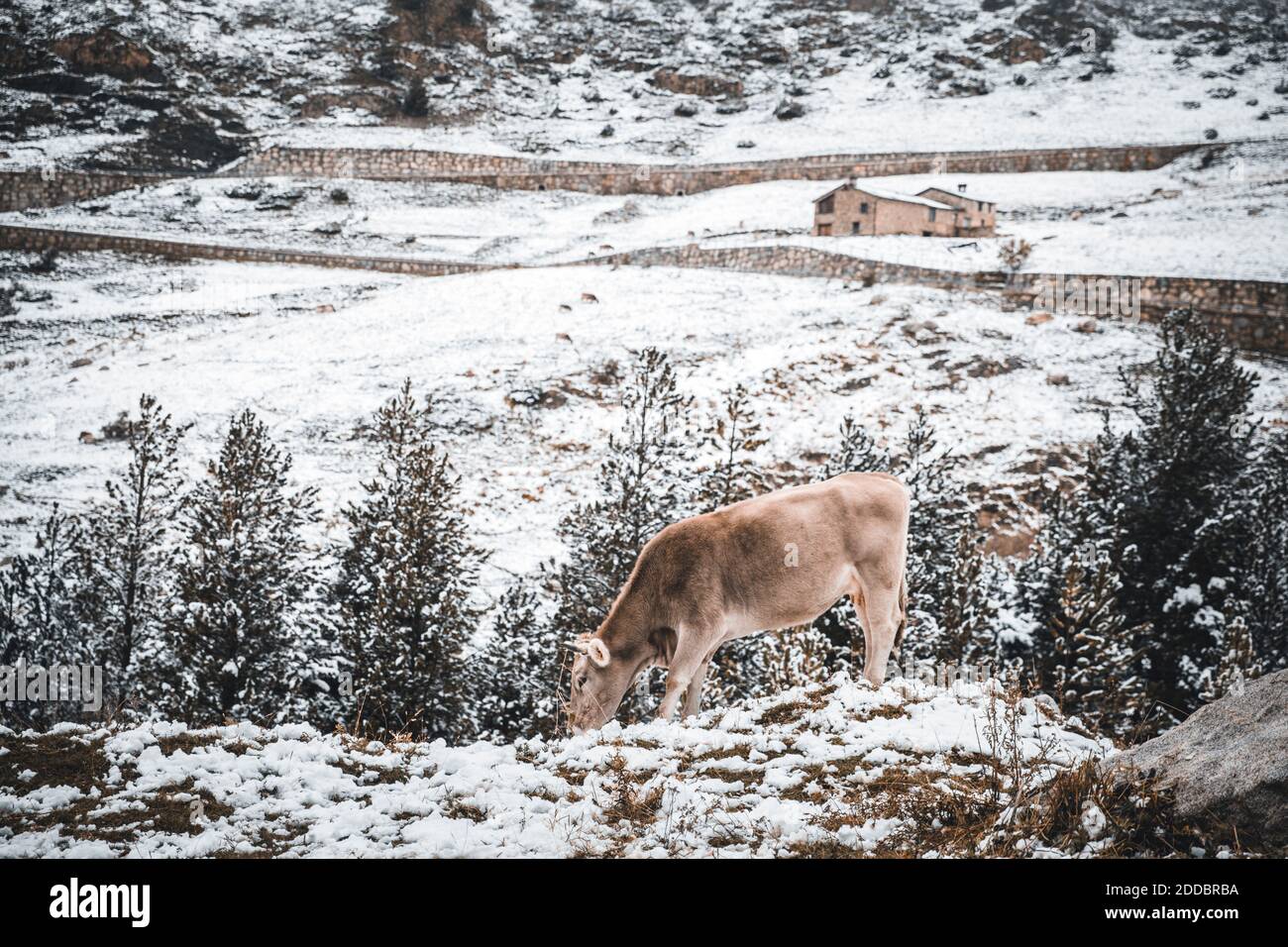 Cow standing in snow hi-res stock photography and images - Alamy