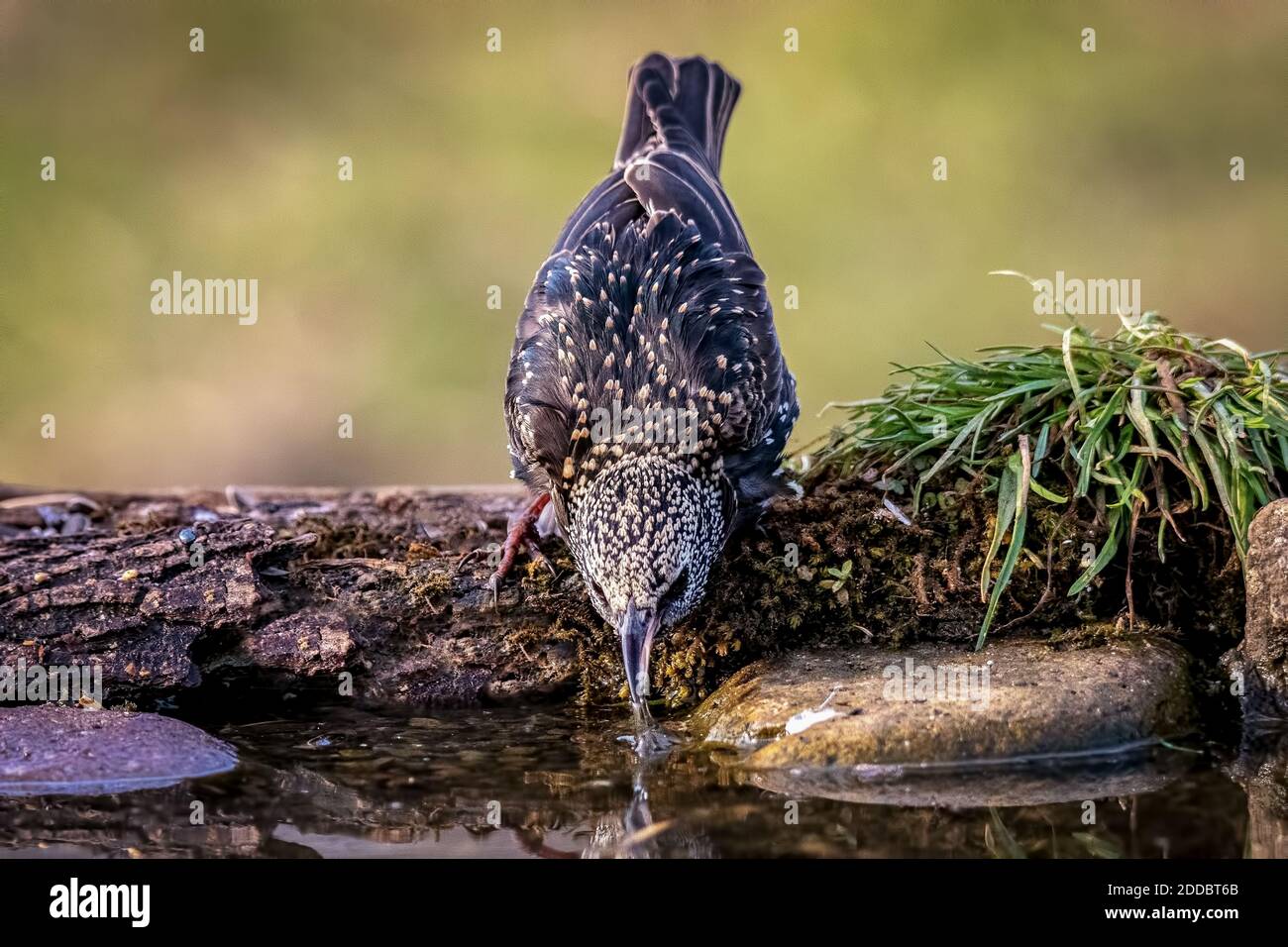 Uccello storno hi-res stock photography and images - Alamy