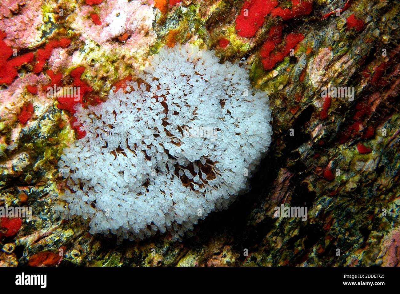 Tunicata High Resolution Stock Photography and Images - Alamy