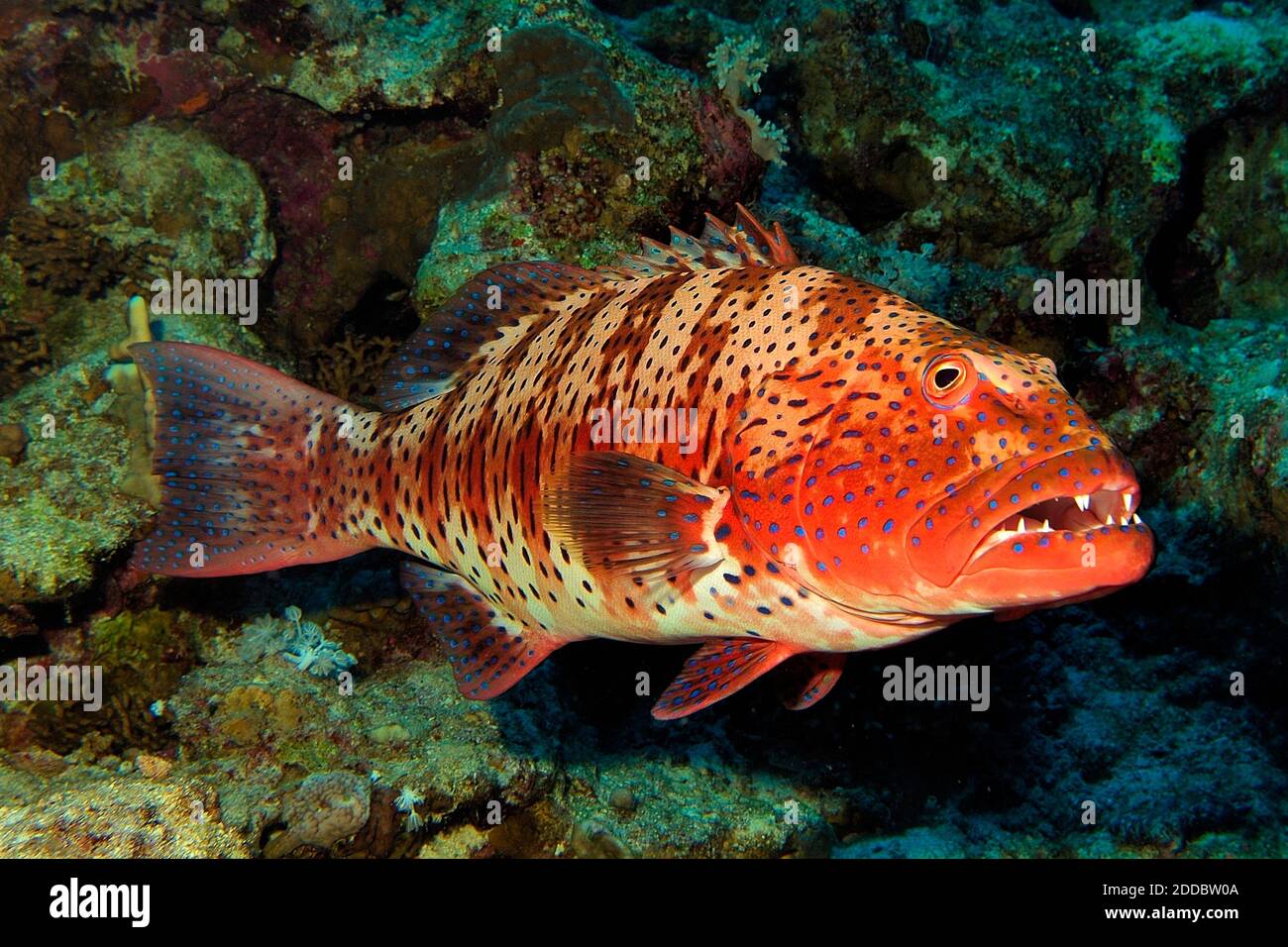 Plectropomus Pessuliferus High Resolution Stock Photography and Images ...