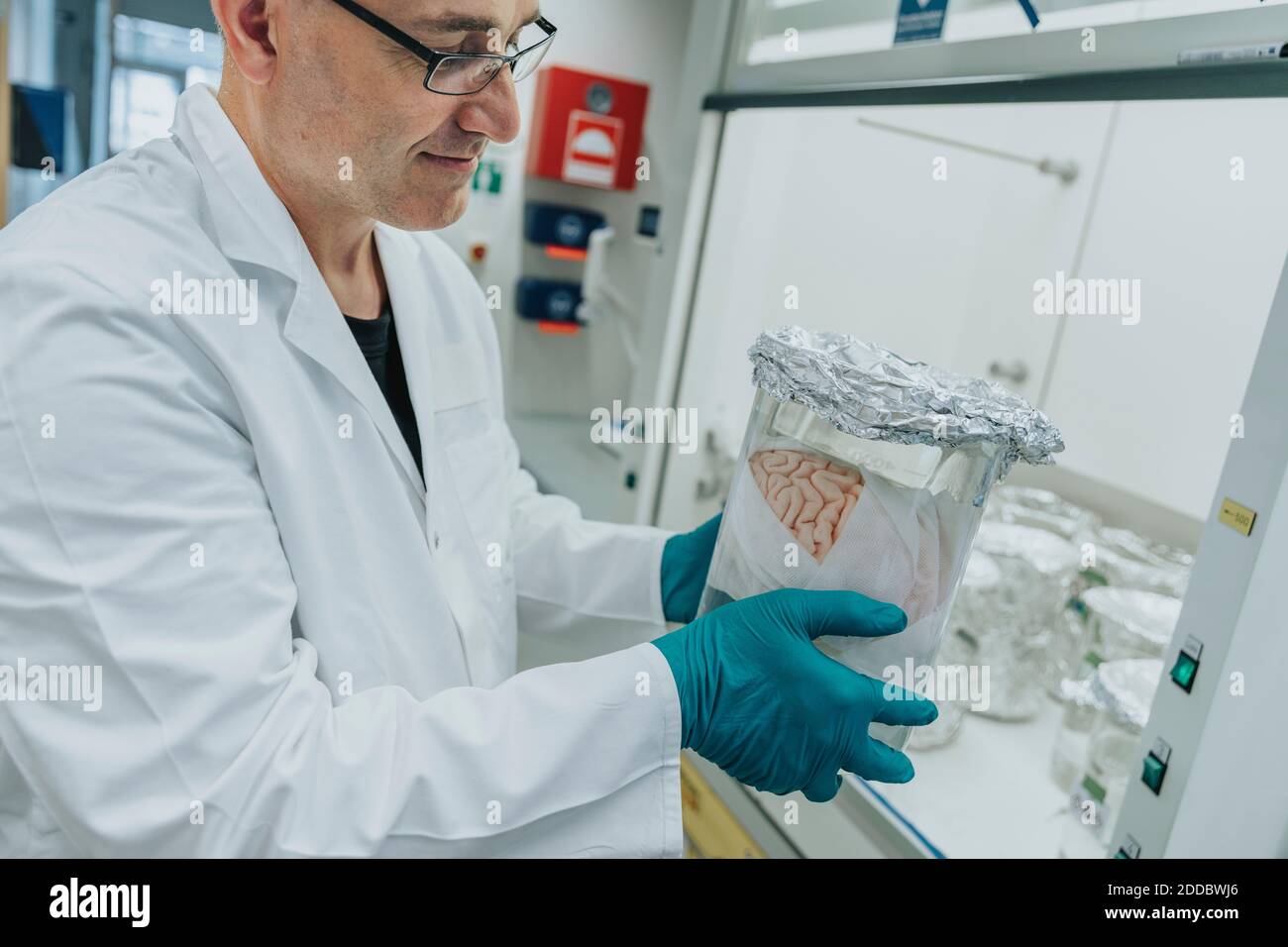 Scientist examining preserved human brain beaker while standing at ...