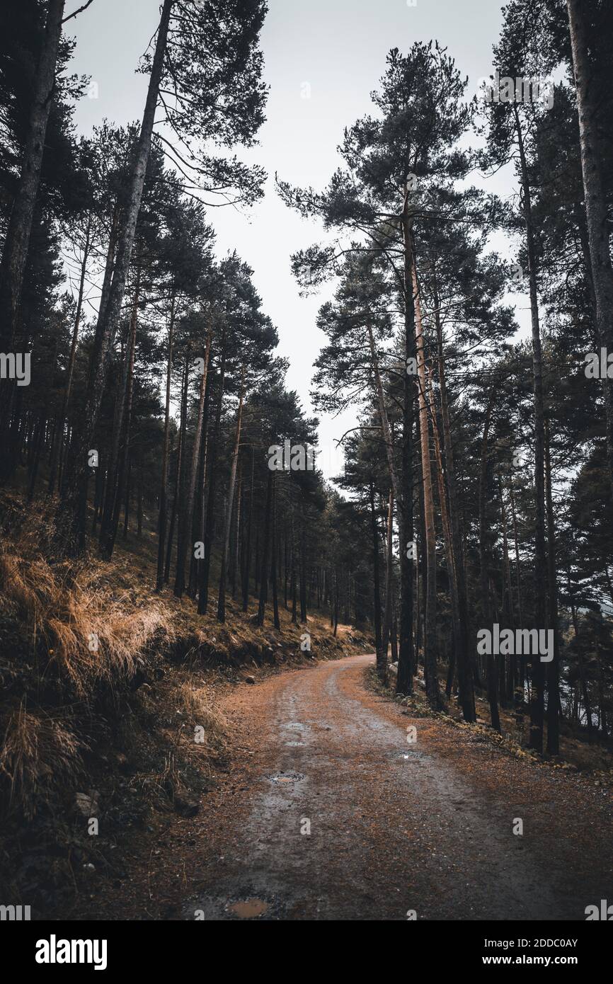 Empty road through forest hi-res stock photography and images - Alamy