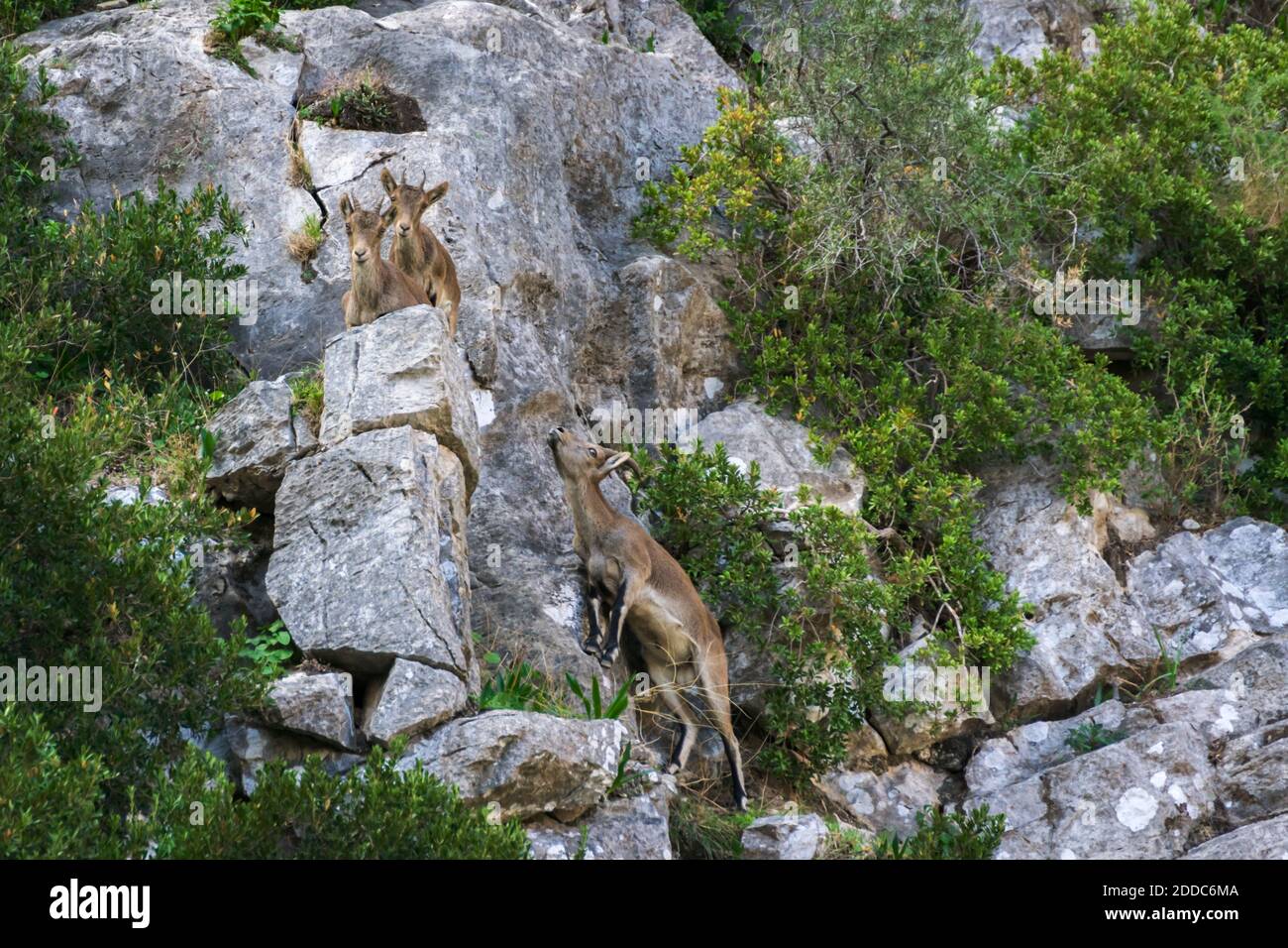Male mountain goat smelling in mating season two females resting on a ...
