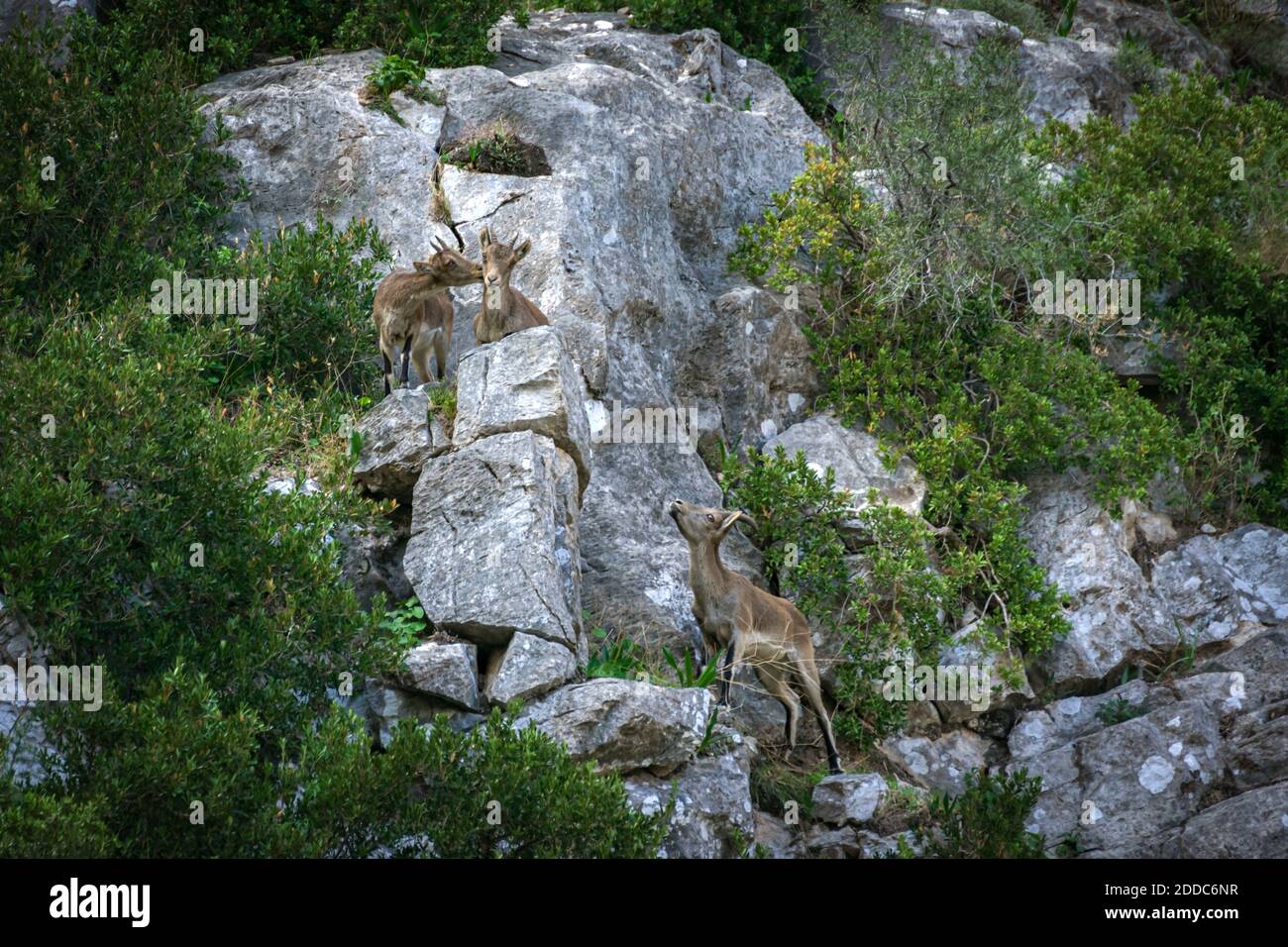 Male goat and female goat hi-res stock photography and images - Alamy