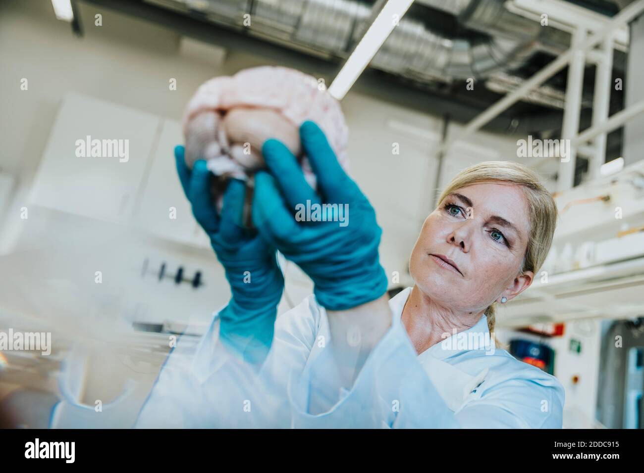 Female brain hi-res stock photography and images - Alamy