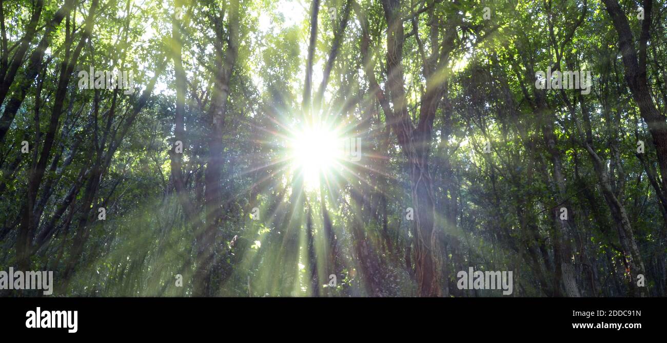 Oak tree is illuminated by the sun hi-res stock photography and images ...